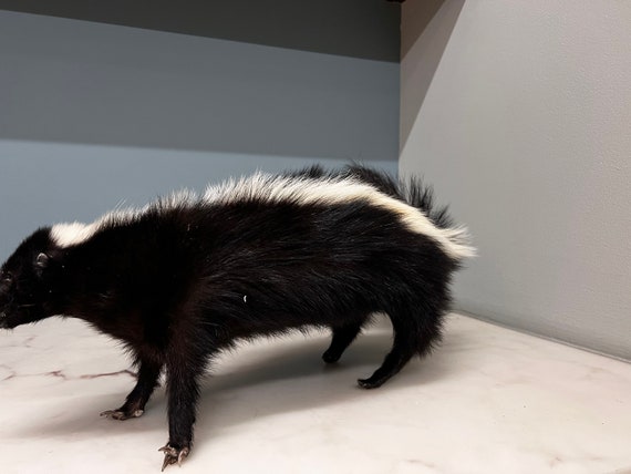New Fluffly SKUNK Taxidermy Mount - Etsy