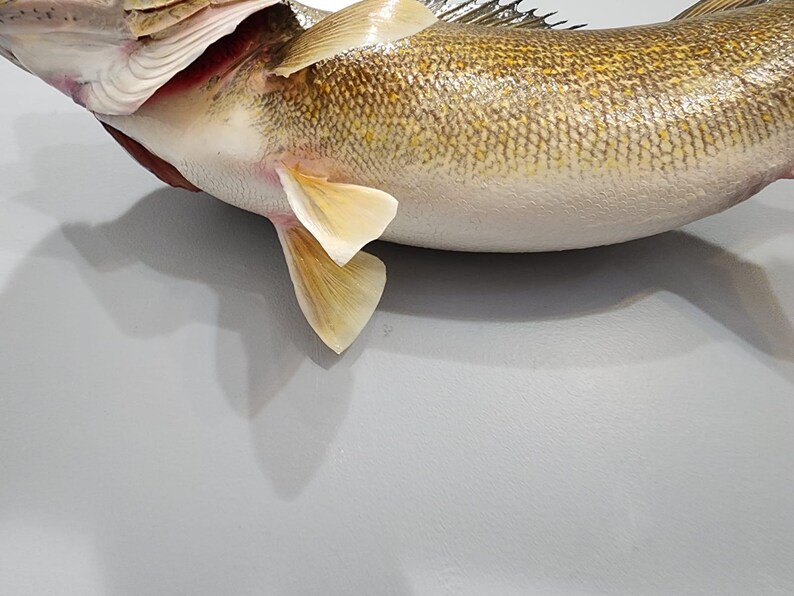 26 Walleye Real Skin Fish Taxidermy - Etsy