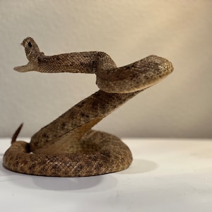 Rattle Snake Taxidermy Mount Beautiful - Etsy