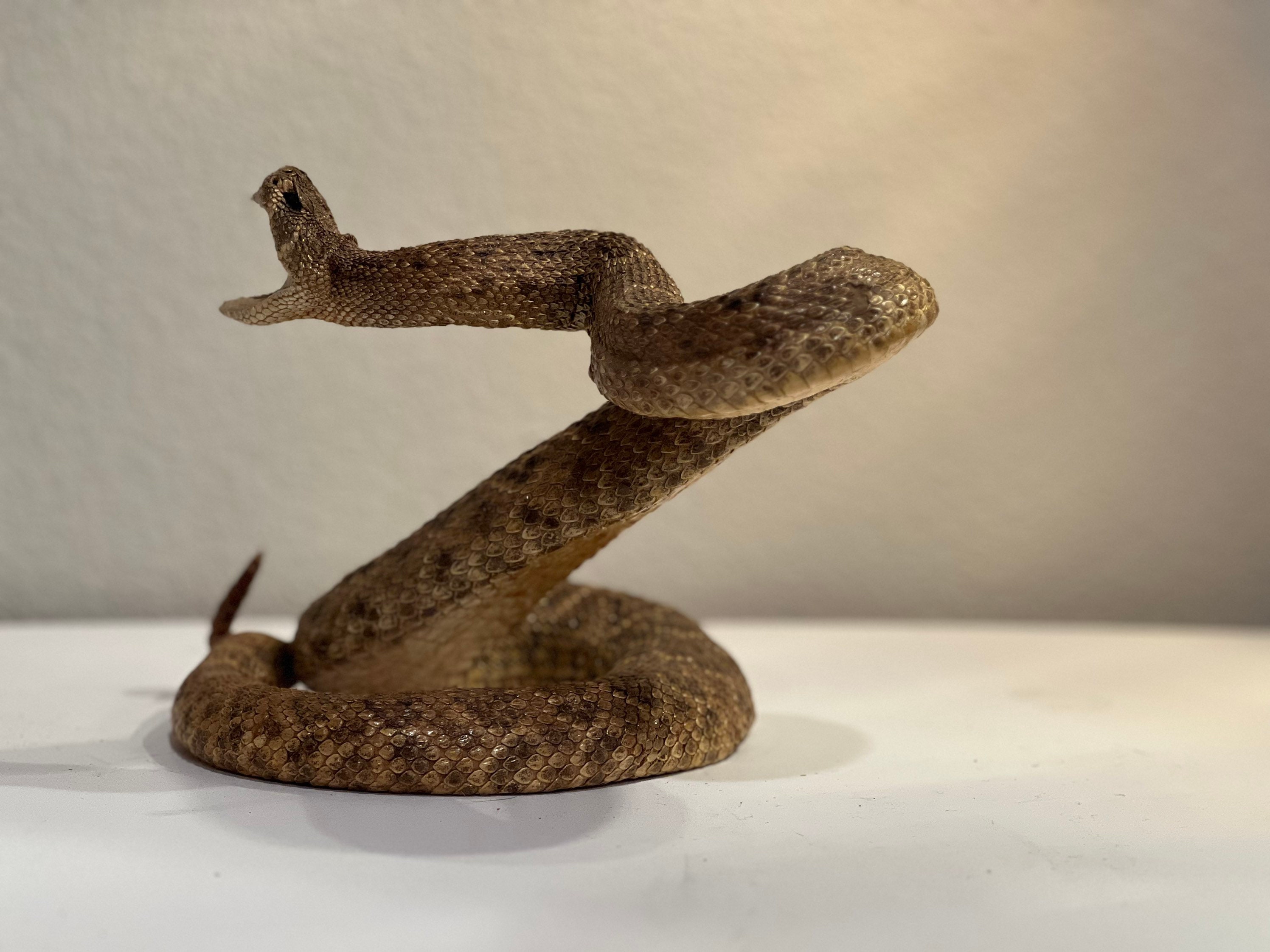 Rattle Snake Taxidermy Mount Beautiful - Etsy