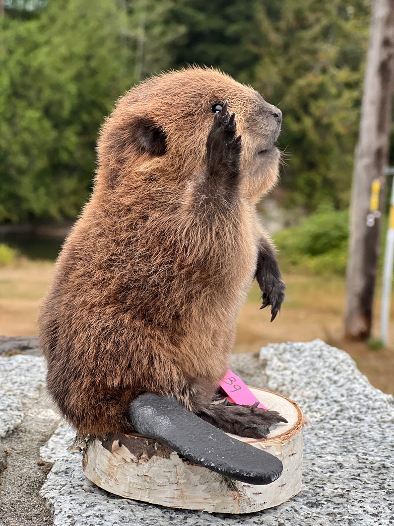 Museum Quality Beautiful Adorable Fatty Beaver Kit Taxidermy - Etsy