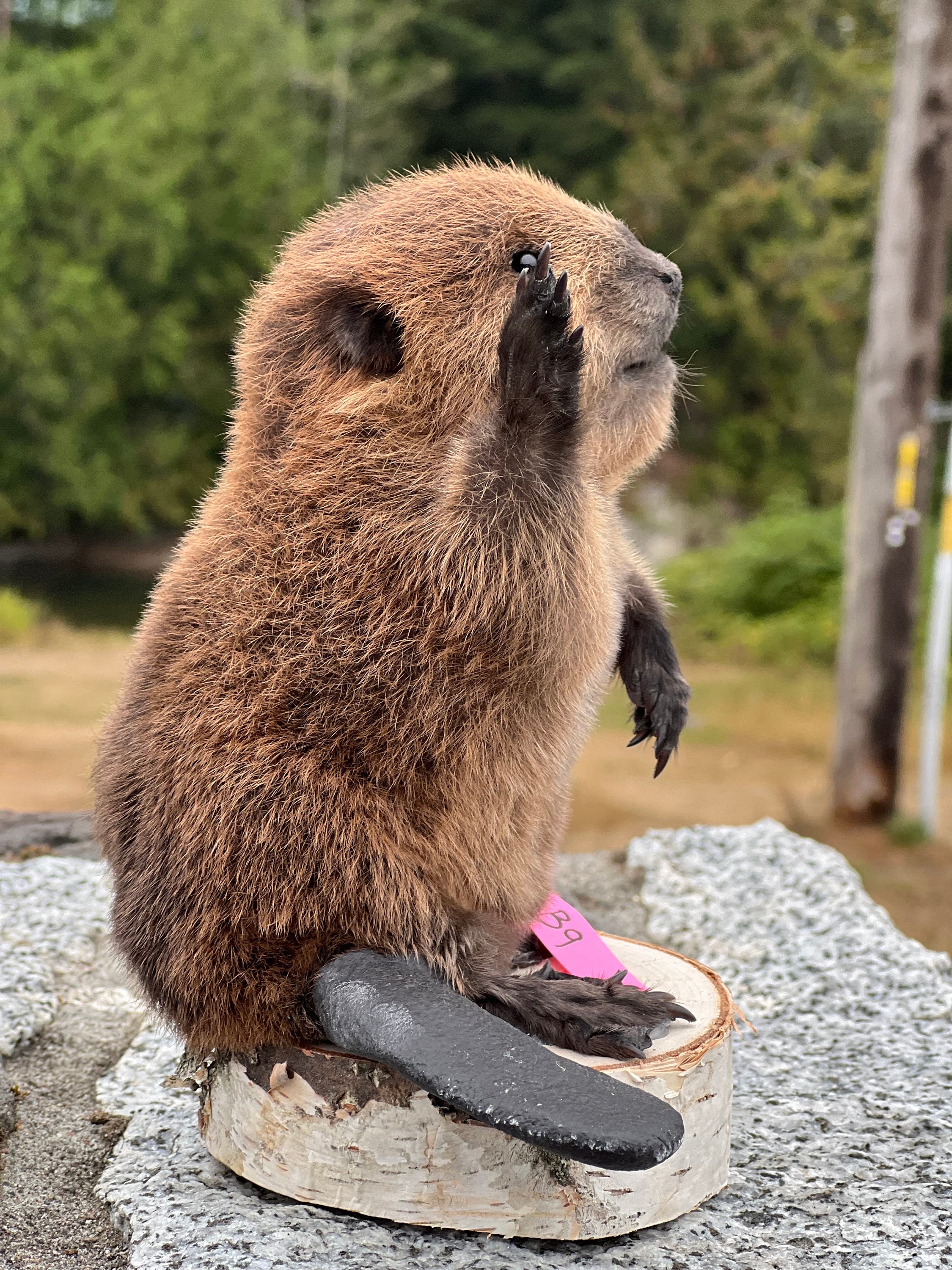 Museum Quality Beautiful Adorable Fatty Beaver Kit Taxidermy - Etsy