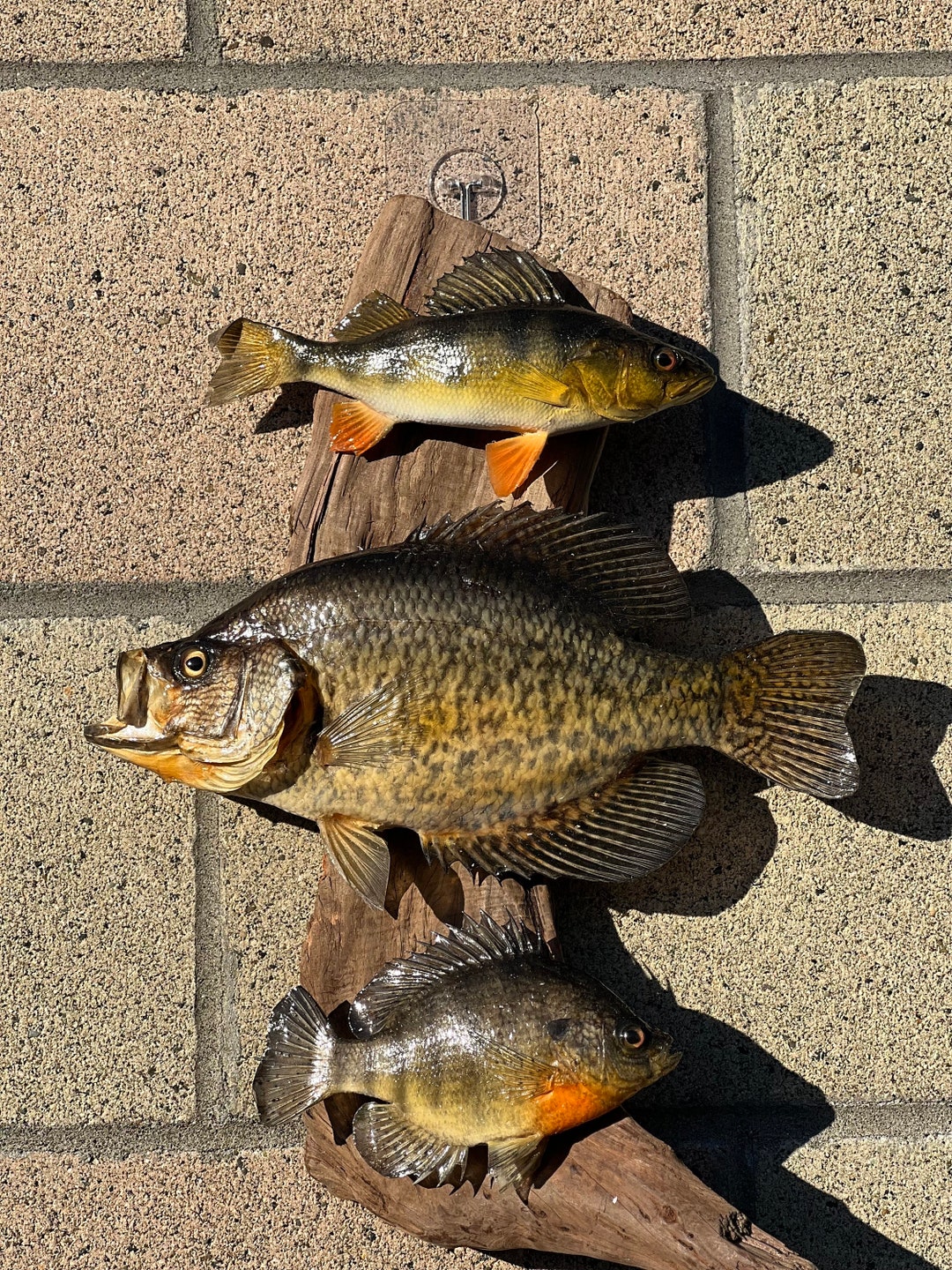 Beautiful Sunfish Crappie Perch Fish Taxidermy Wall Mount Art Wildlife ...