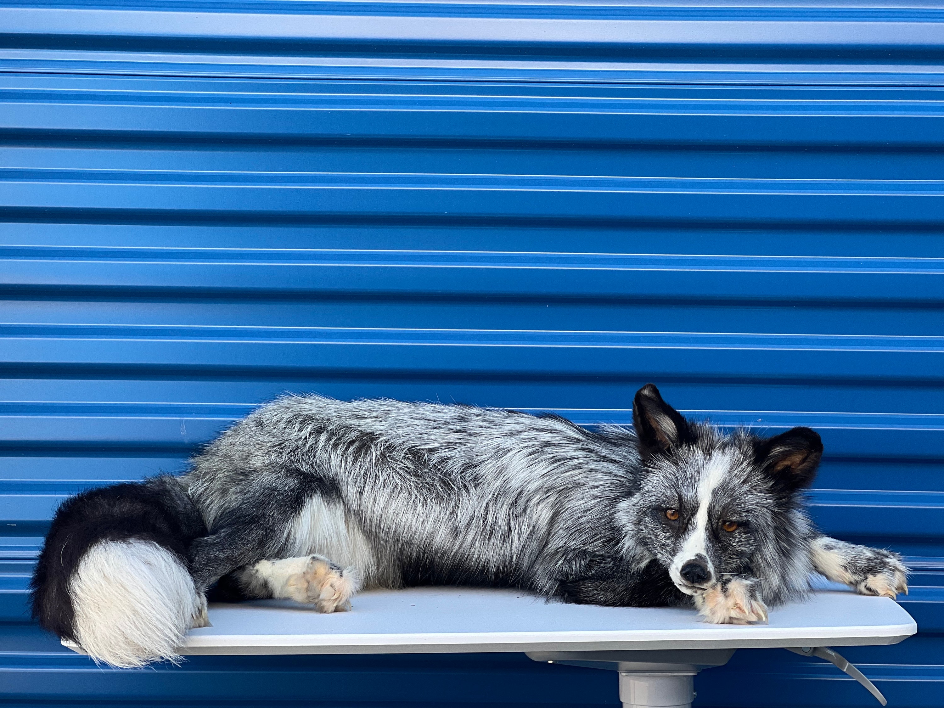 Silver White Mark Fox Soft Mount Taxidermy- High Museum Quality - Etsy