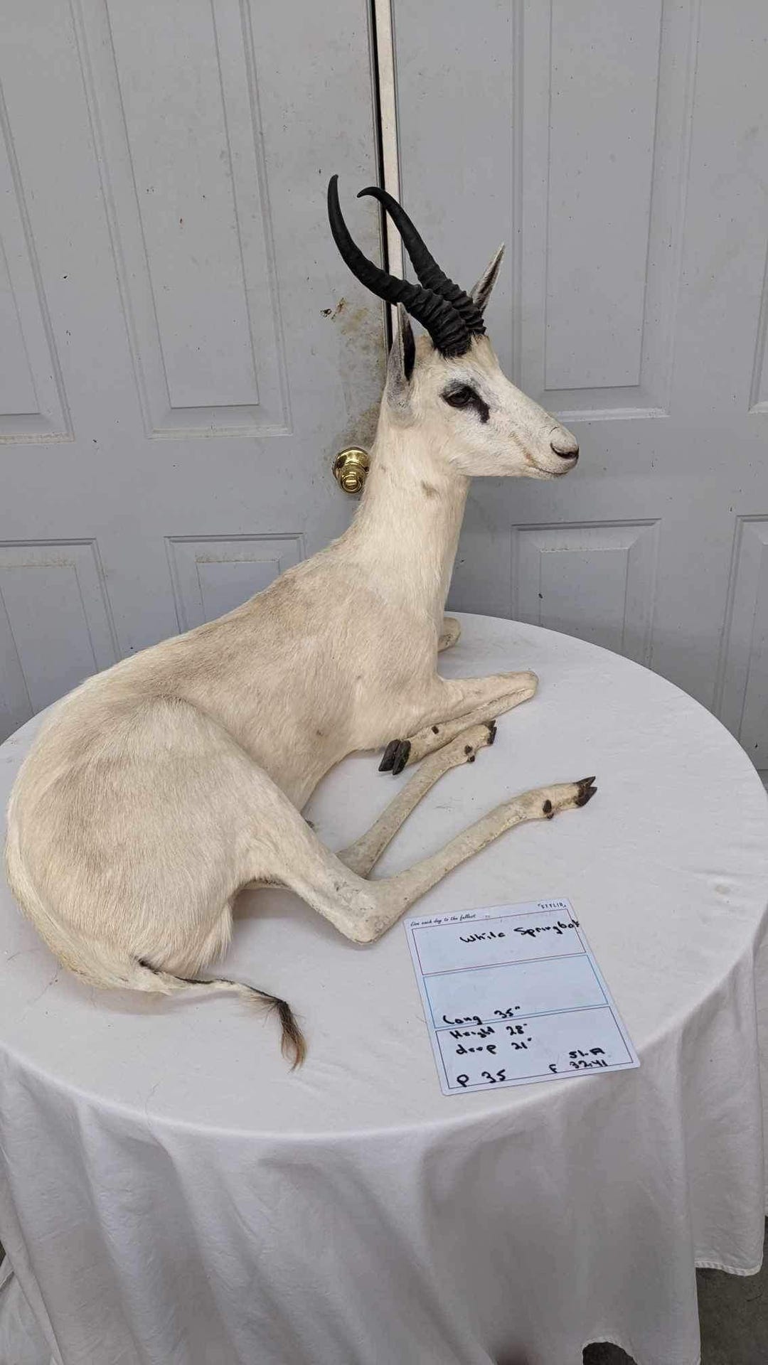 White Springbok Taxidermy Full Body Mount - Etsy