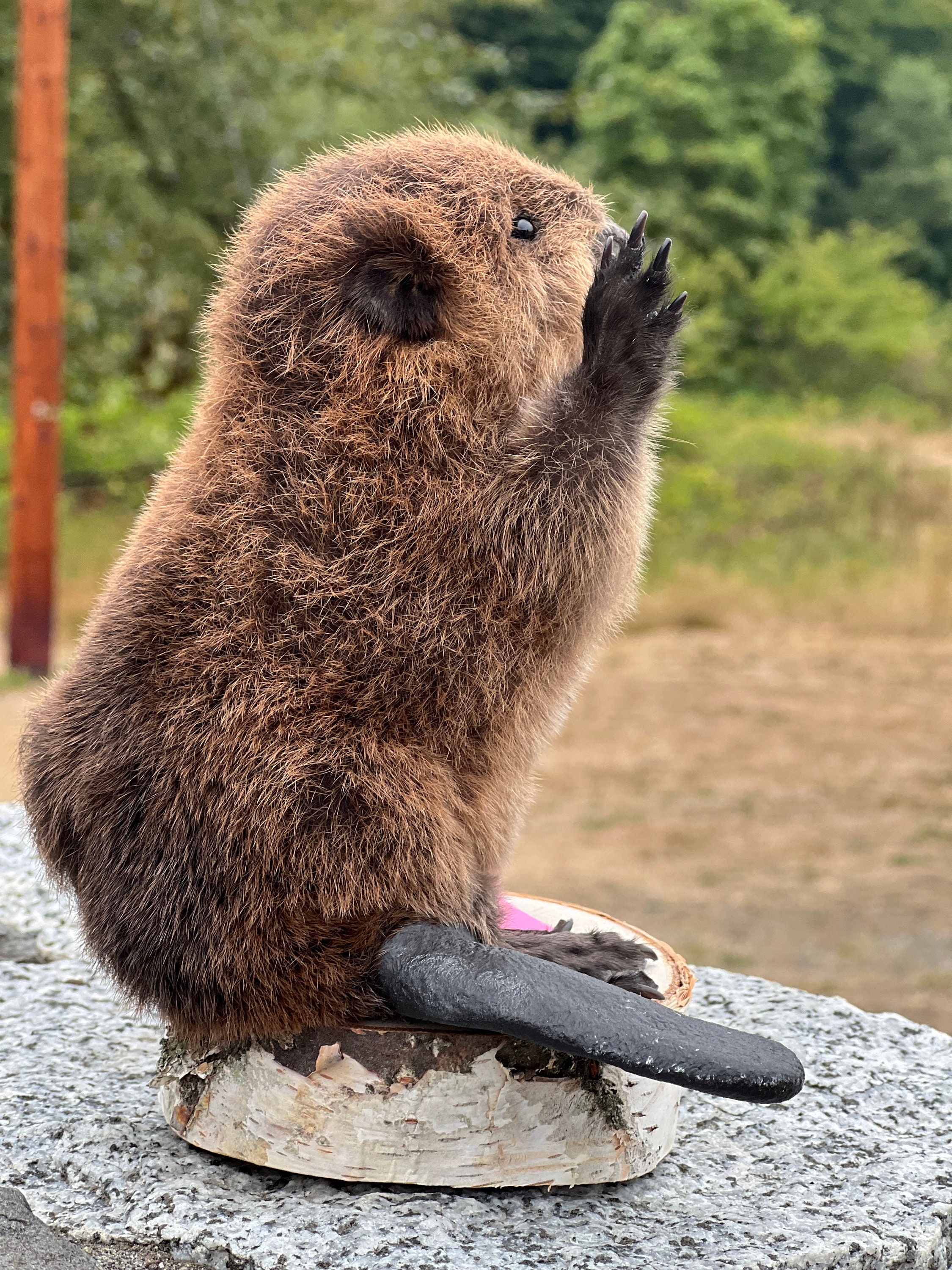 Museum Quality Beautiful Adorable Fatty Beaver Kit Taxidermy - Etsy