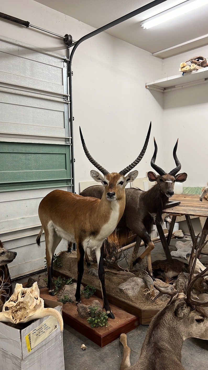 African Gazal Kafue Flats Lechwe Full Body Taxidermy Mount Deer - Etsy