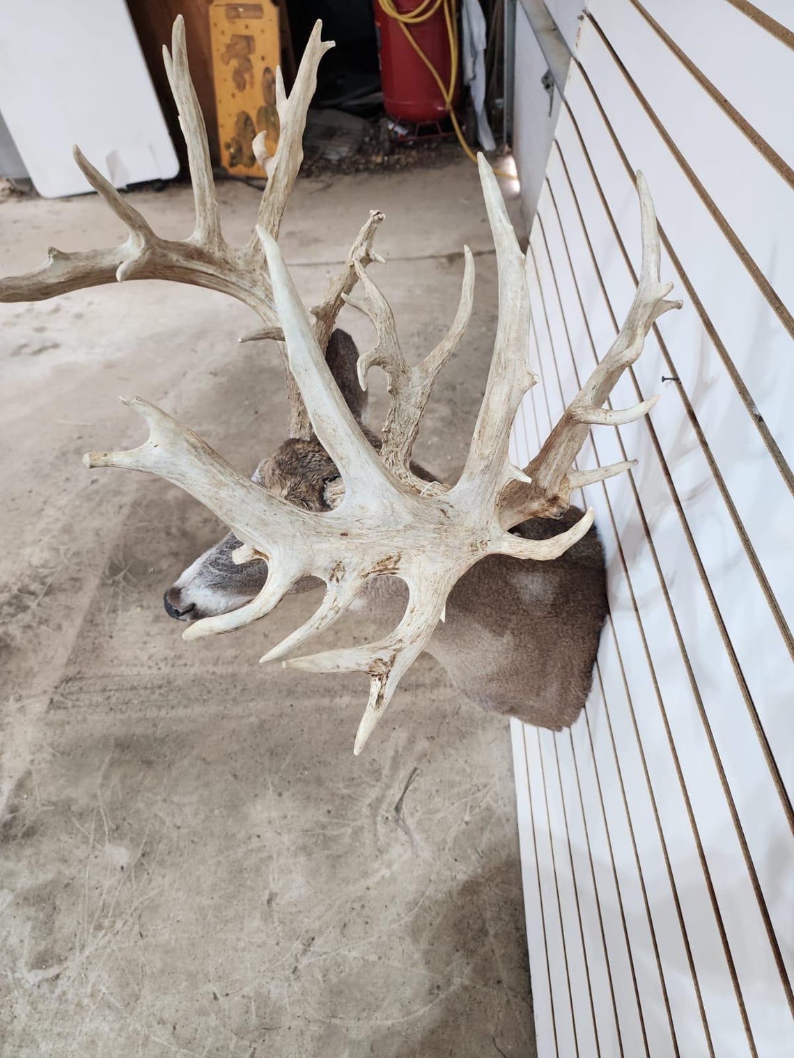 White Tail Deer Real Antler Taxidermy Wall Mount- Shoulder Mount - Etsy