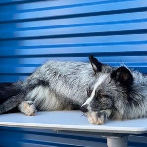 Silver White Mark Fox Soft Mount Taxidermy- High Museum Quality - Etsy