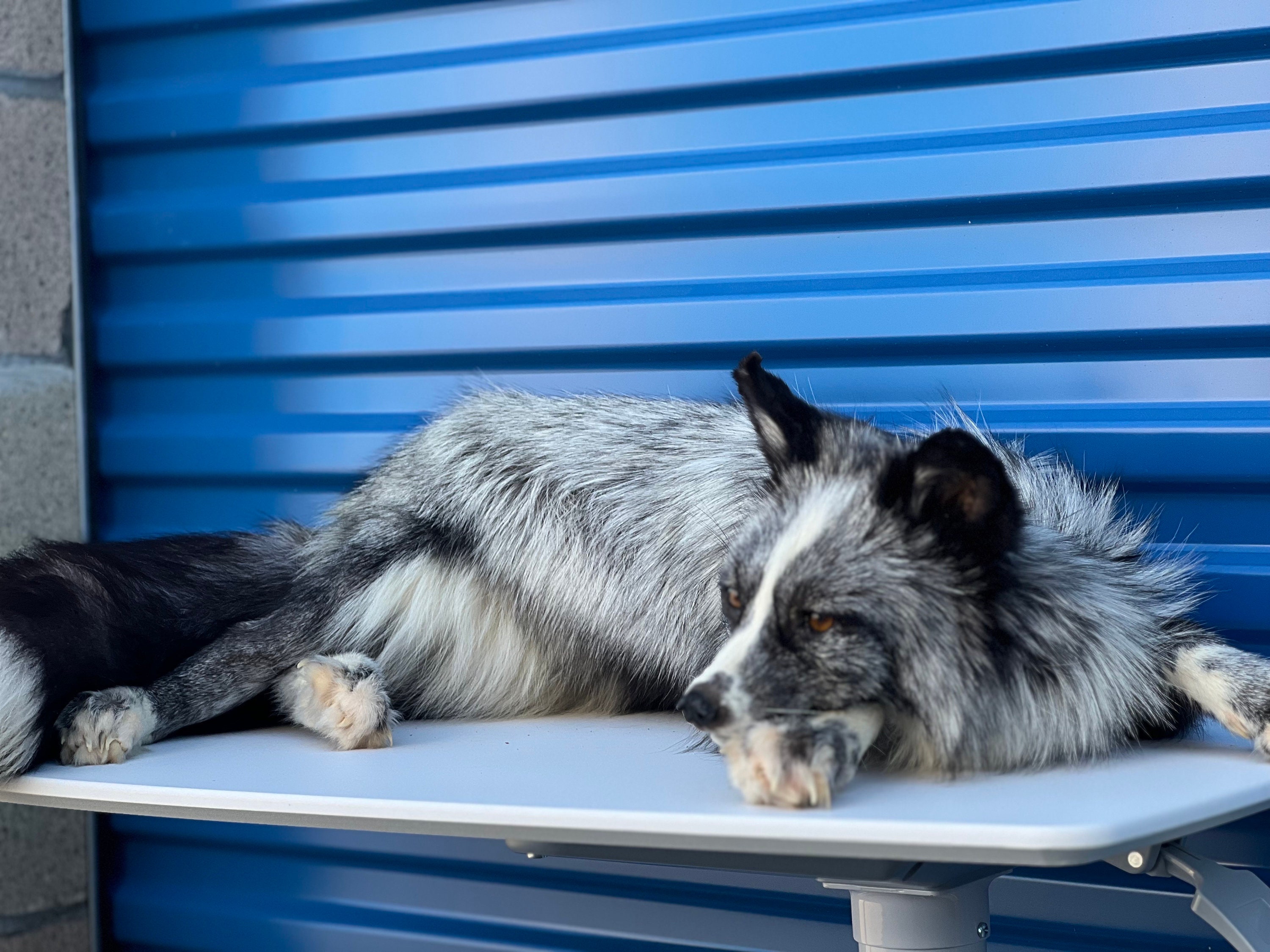 Silver White Mark Fox Soft Mount Taxidermy- High Museum Quality - Etsy