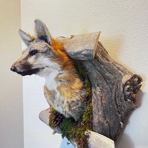 Beautiful Grey Fox Taxidermy Wall Mount in Den - Etsy