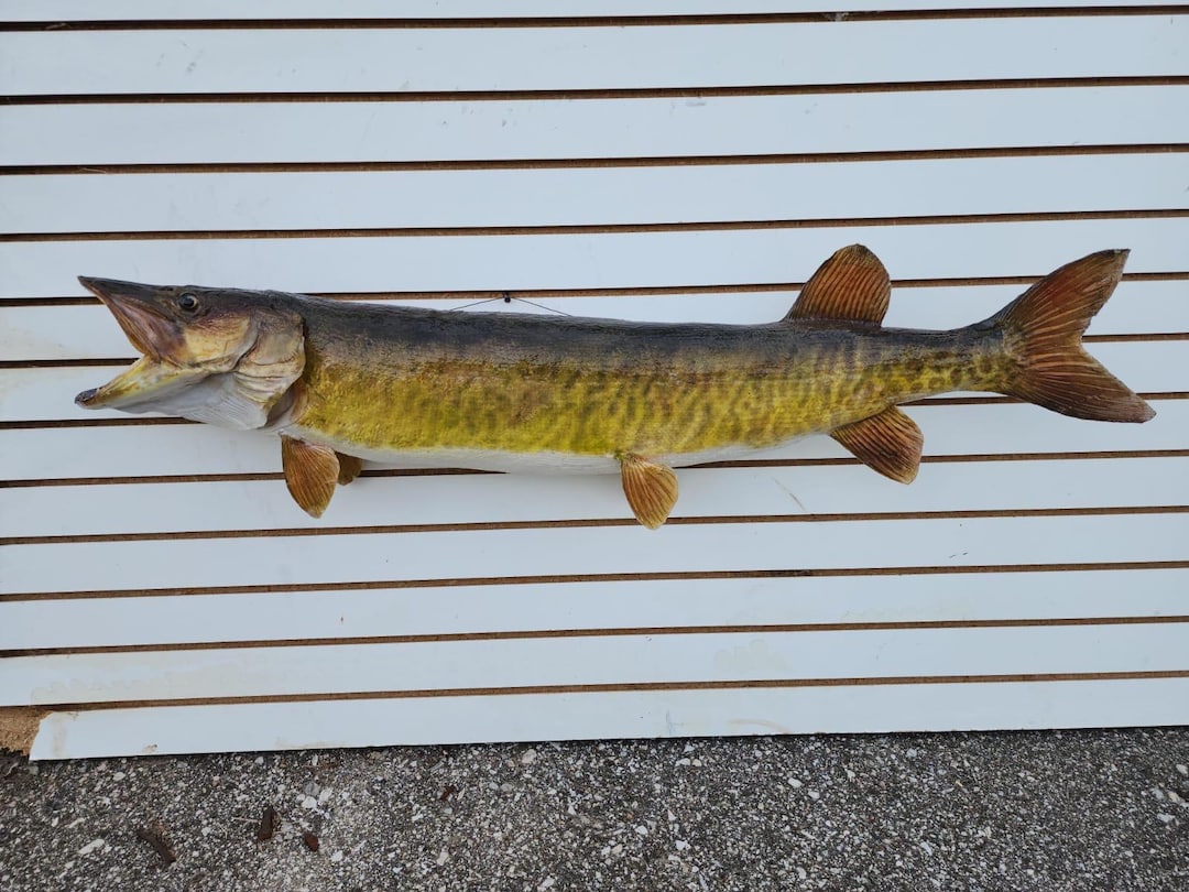 48" Muskie Real Skin Fish Taxidermy - Etsy
