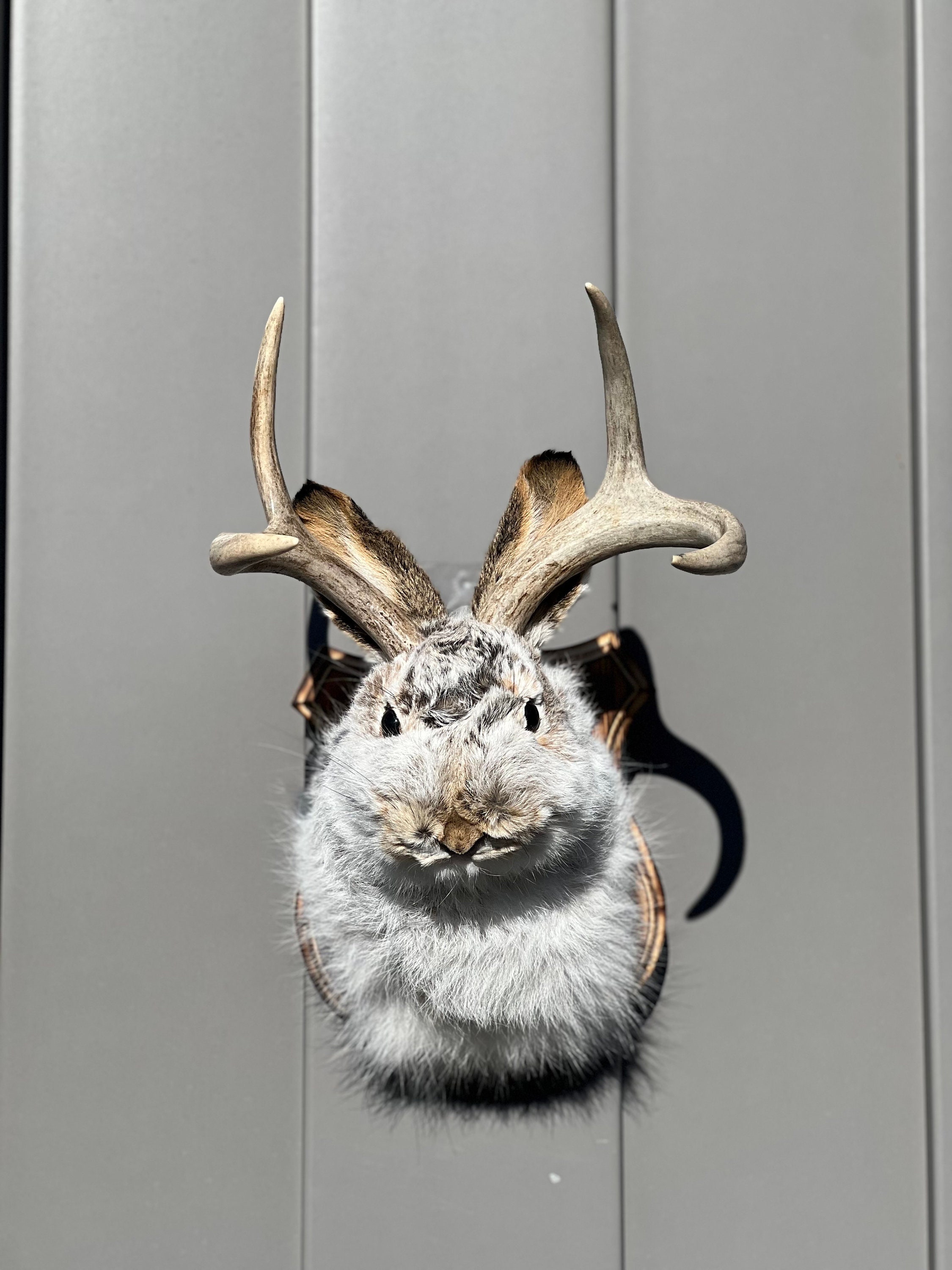 Jackalope Rabbit Taxidermy Wall Mount Real Deer Antlers New - Etsy