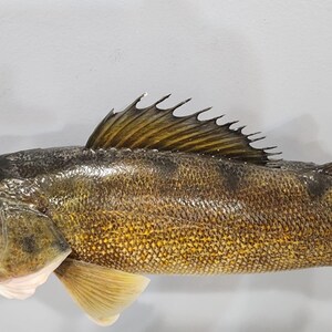 26" Walleye Real Skin Fish Taxidermy - Etsy