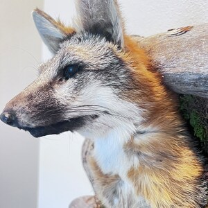 Beautiful Grey Fox Taxidermy Wall Mount in Den - Etsy