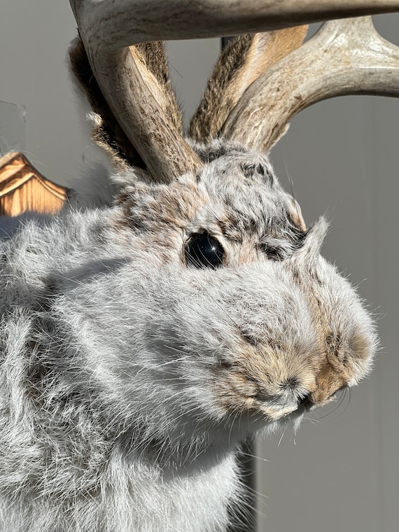 Jackalope Real Black Jackalope Taxidermy With Real Antlers And