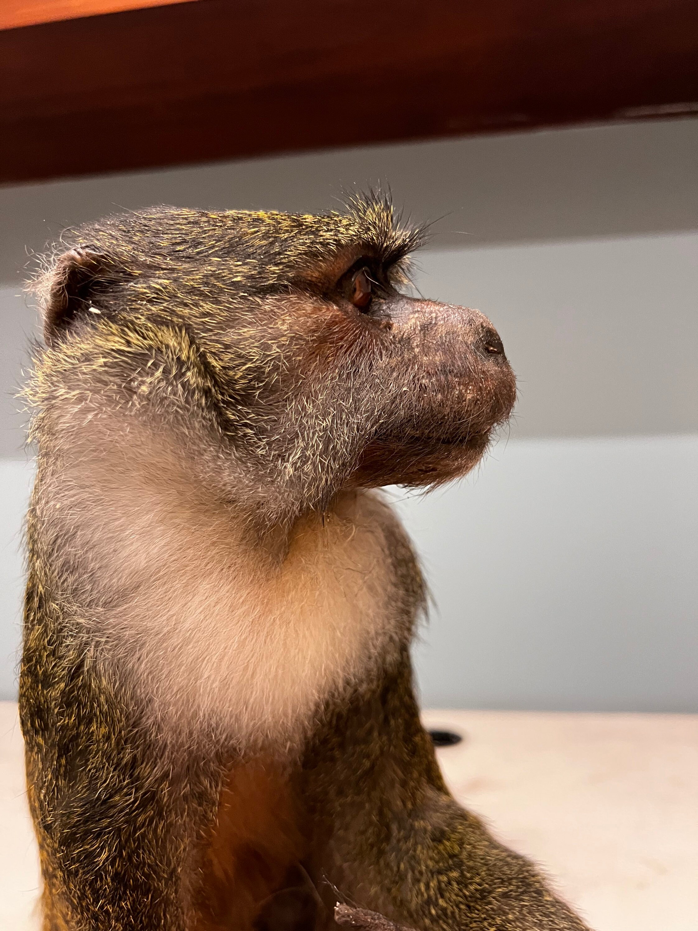 Allen's Swamp Monkey Taxidermy Full Life Size Standing - Etsy