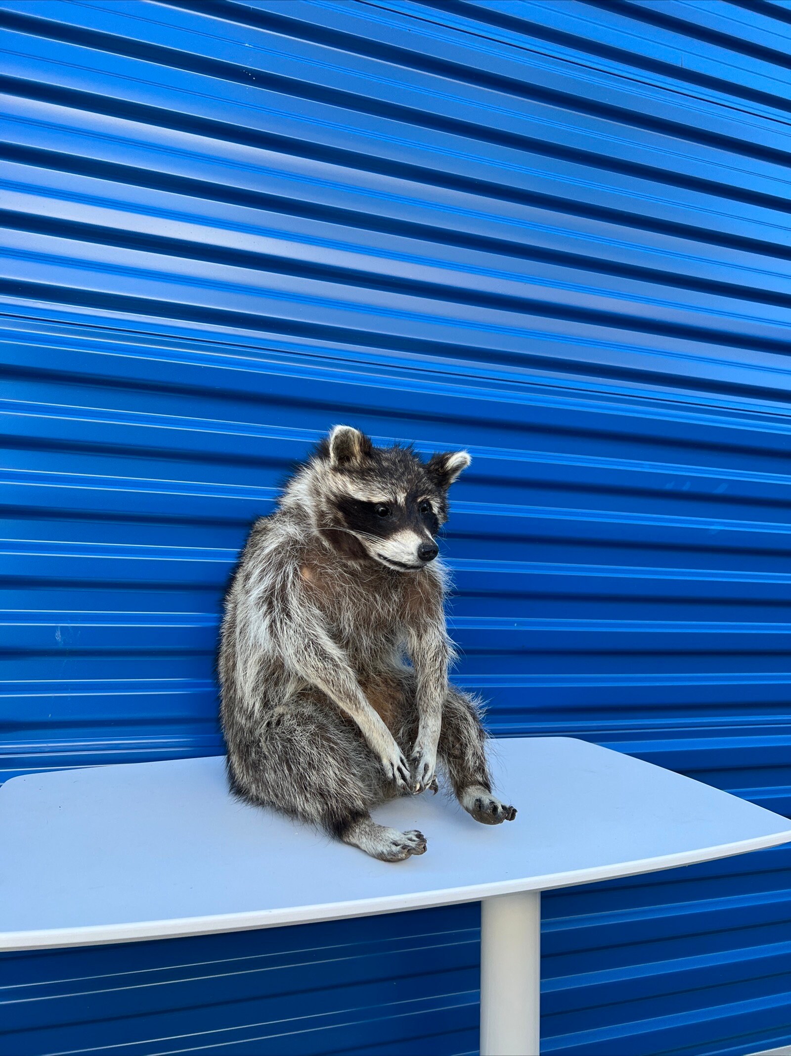 Silver White Mark Fox Soft Mount Taxidermy High Museum Quality - Etsy