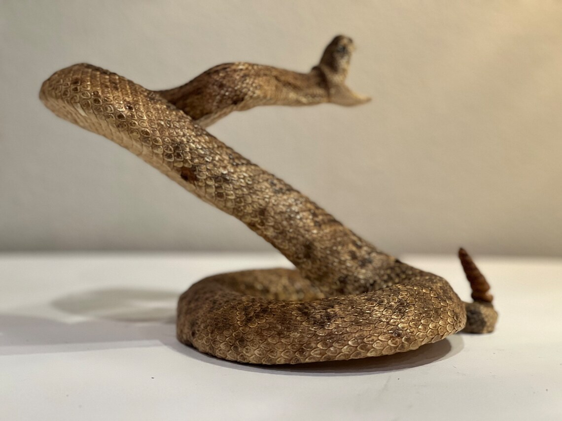 Rattle Snake Taxidermy Mount Beautiful - Etsy