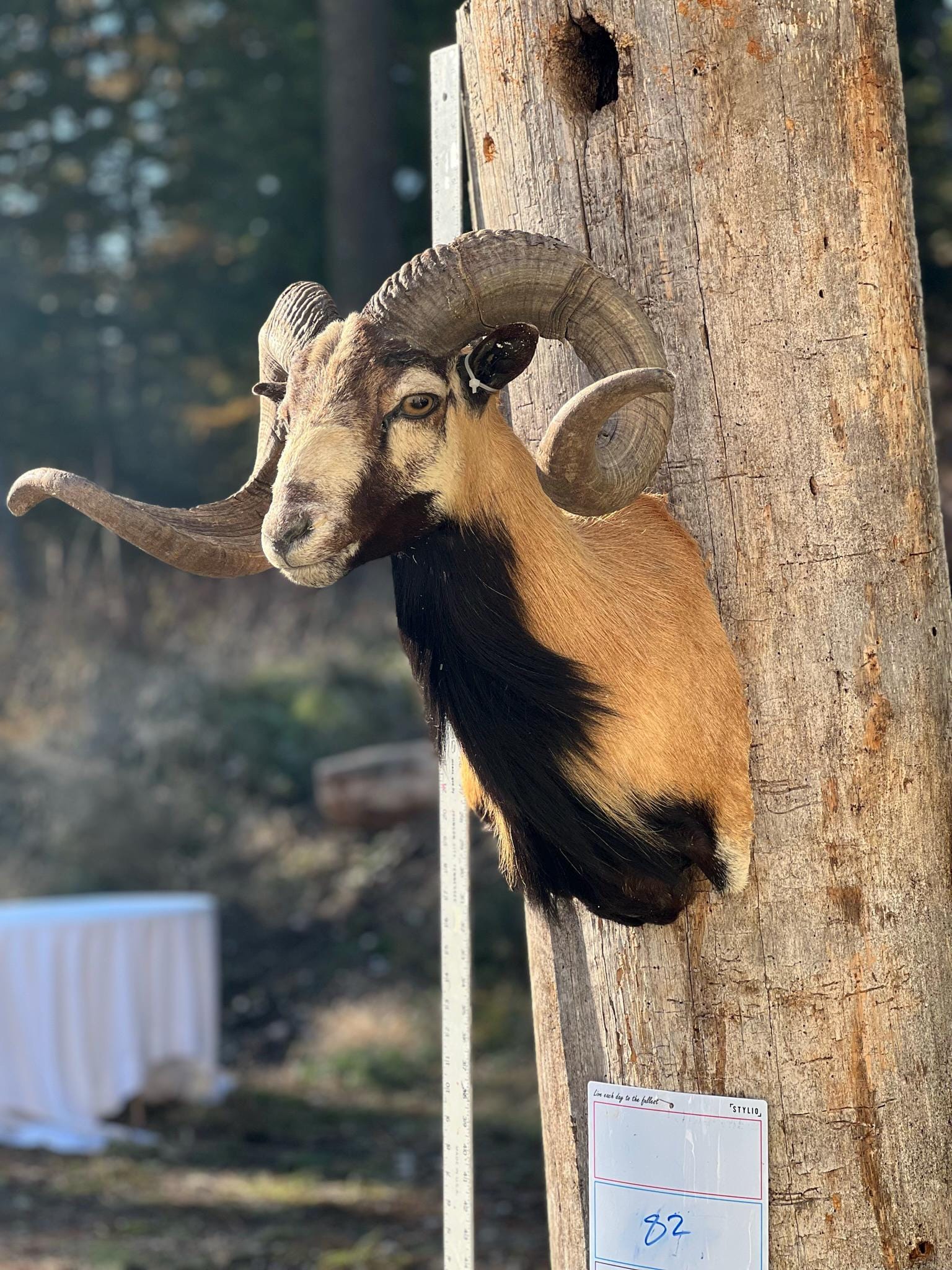 Corcican Ram Sheep Shoulder Mount Taxidermy - Etsy