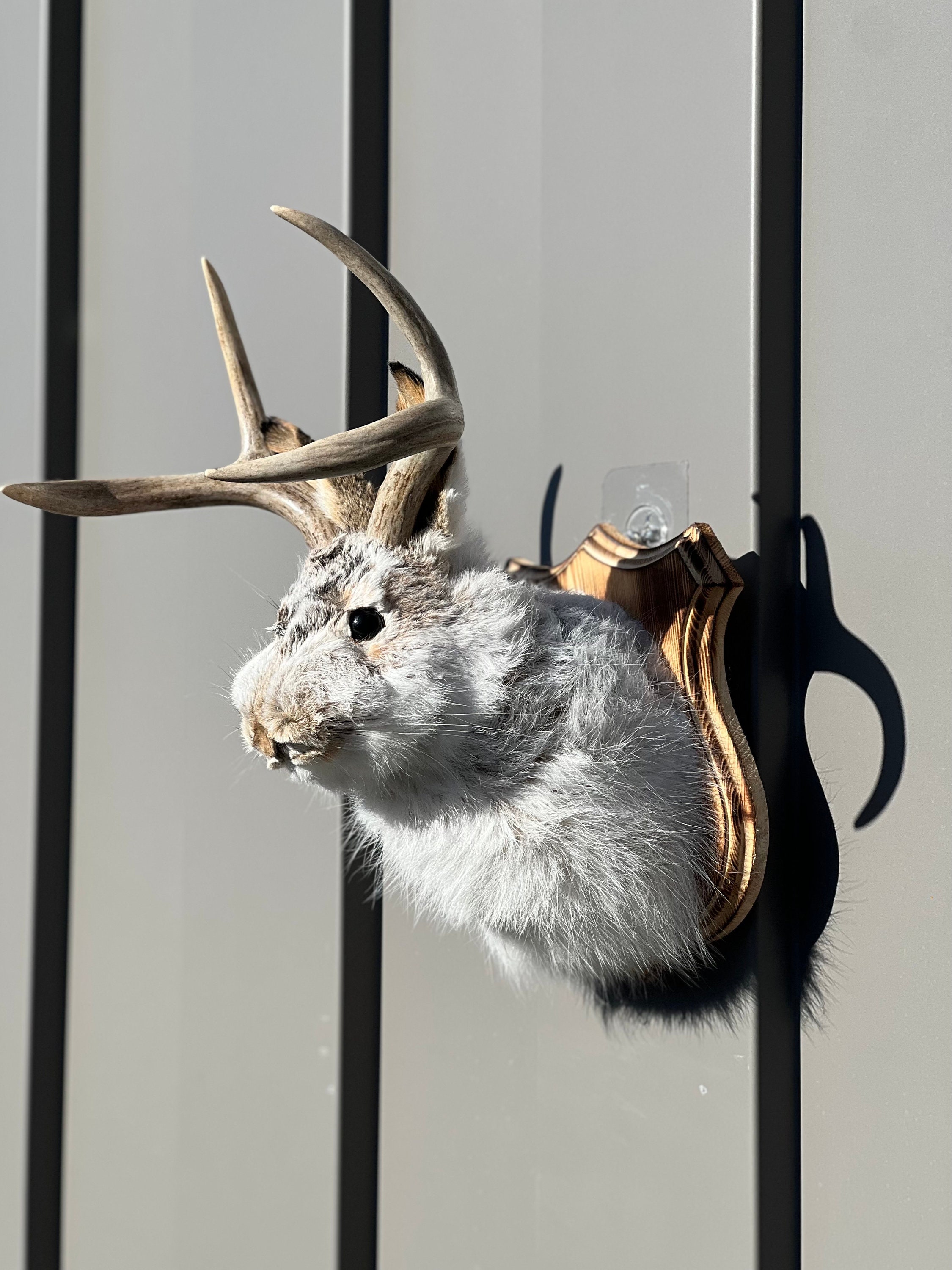 Jackalope Rabbit Taxidermy Wall Mount Real Deer Antlers New - Etsy