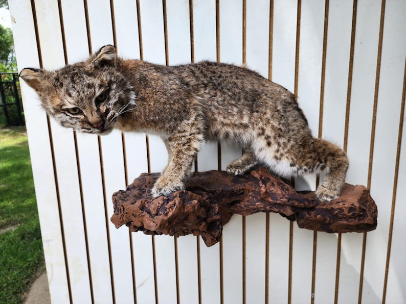 Bobcat Taxidermy Full Body Wall Mount - Etsy