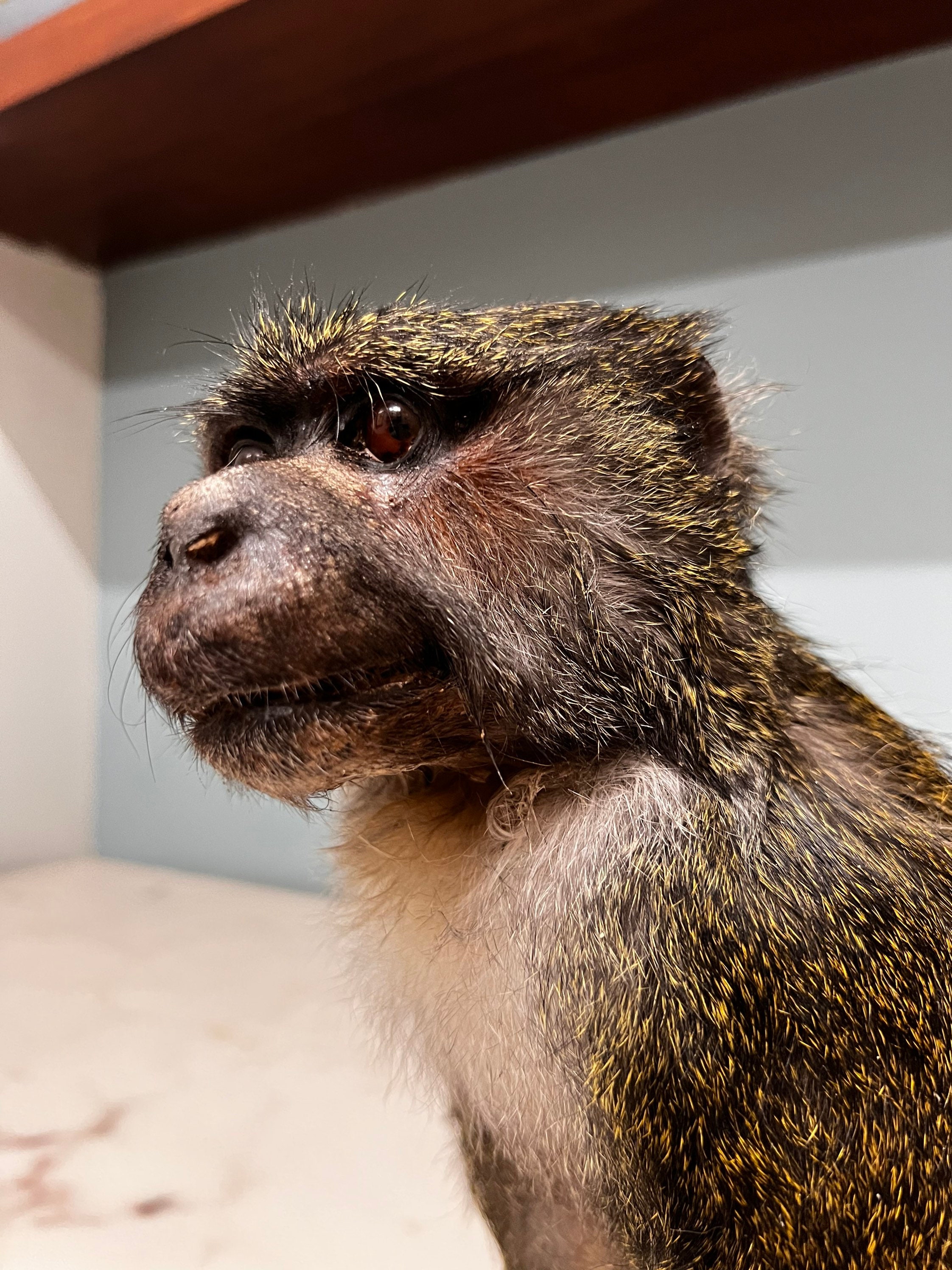 Allen's Swamp Monkey Taxidermy Full Life Size Standing - Etsy