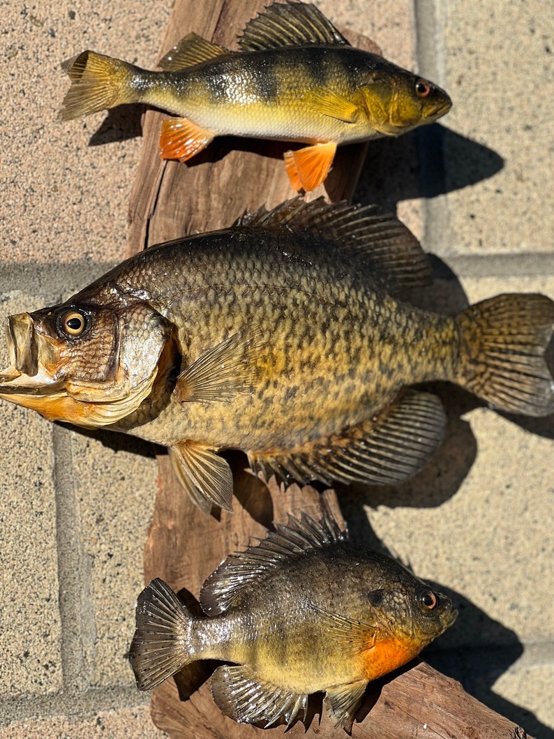 Beautiful Sunfish Crappie Perch Fish Taxidermy Wall Mount Art Wildlife ...