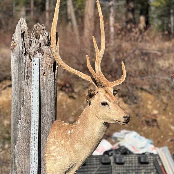 Axis Deer Taxidermy - Etsy