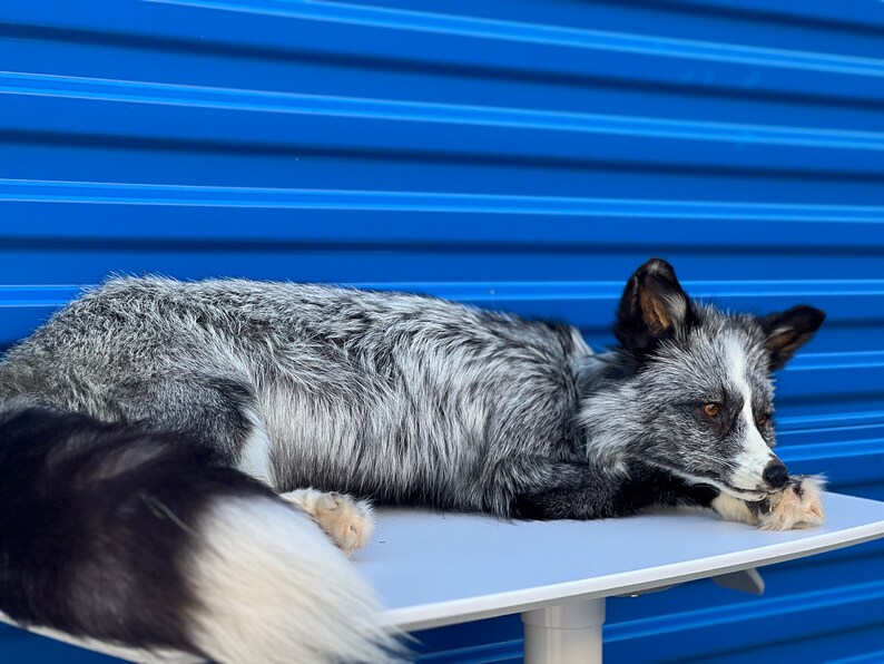 Silver White Mark Fox Soft Mount Taxidermy- High Museum Quality - Etsy