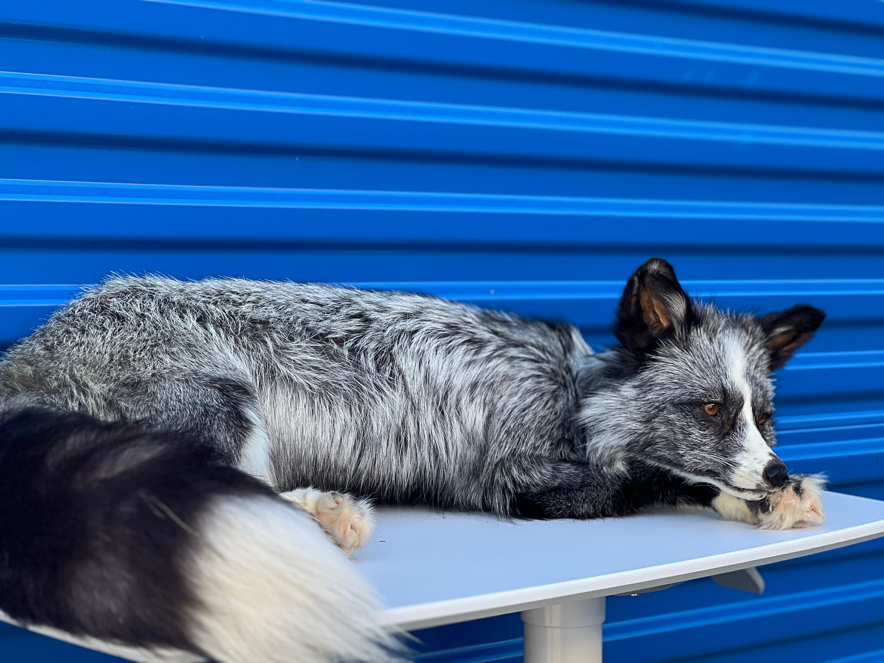 Silver White Mark Fox Soft Mount Taxidermy- High Museum Quality - Etsy