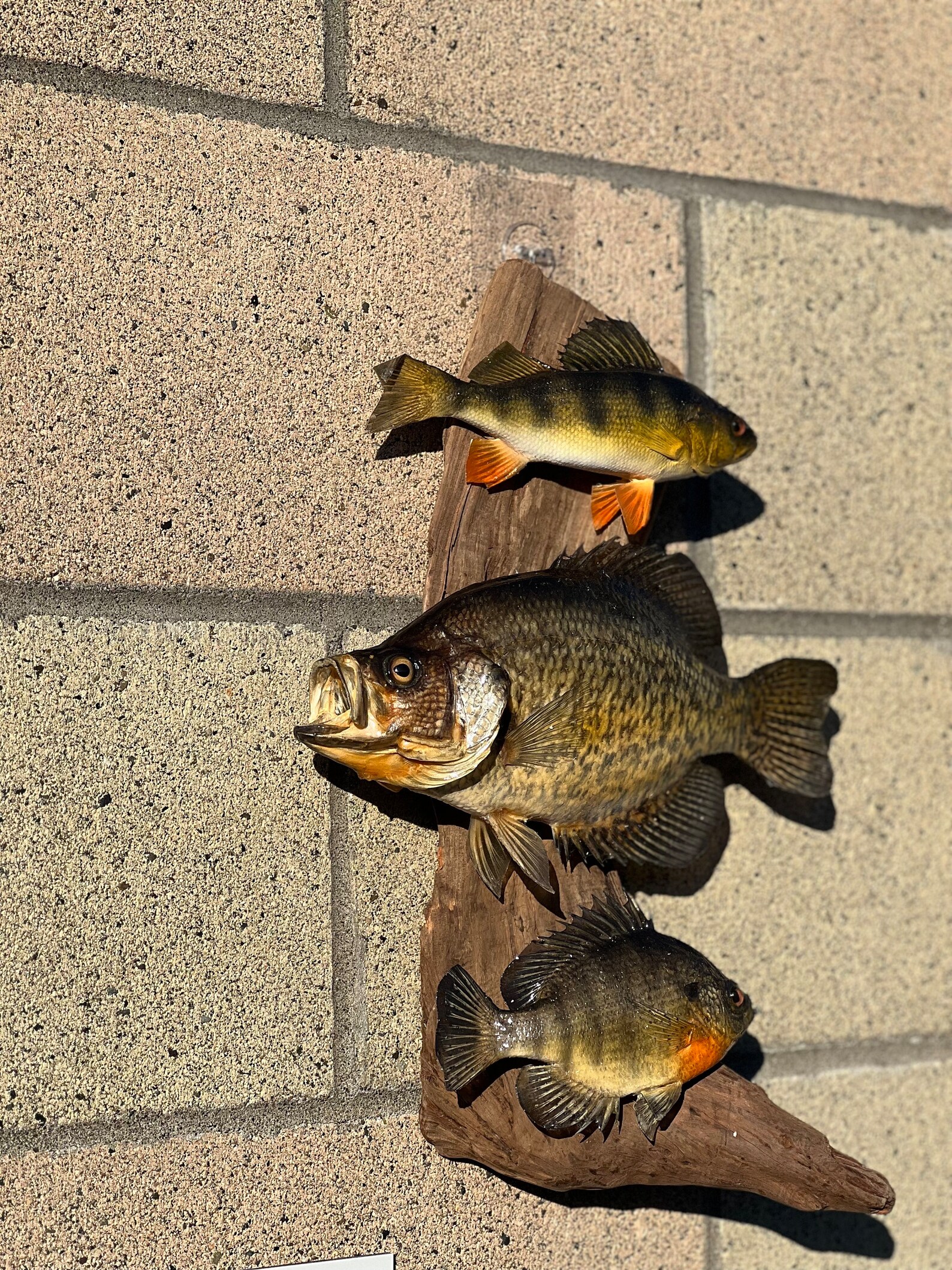 Beautiful Sunfish Crappie Perch Fish Taxidermy Wall Mount Art Wildlife ...