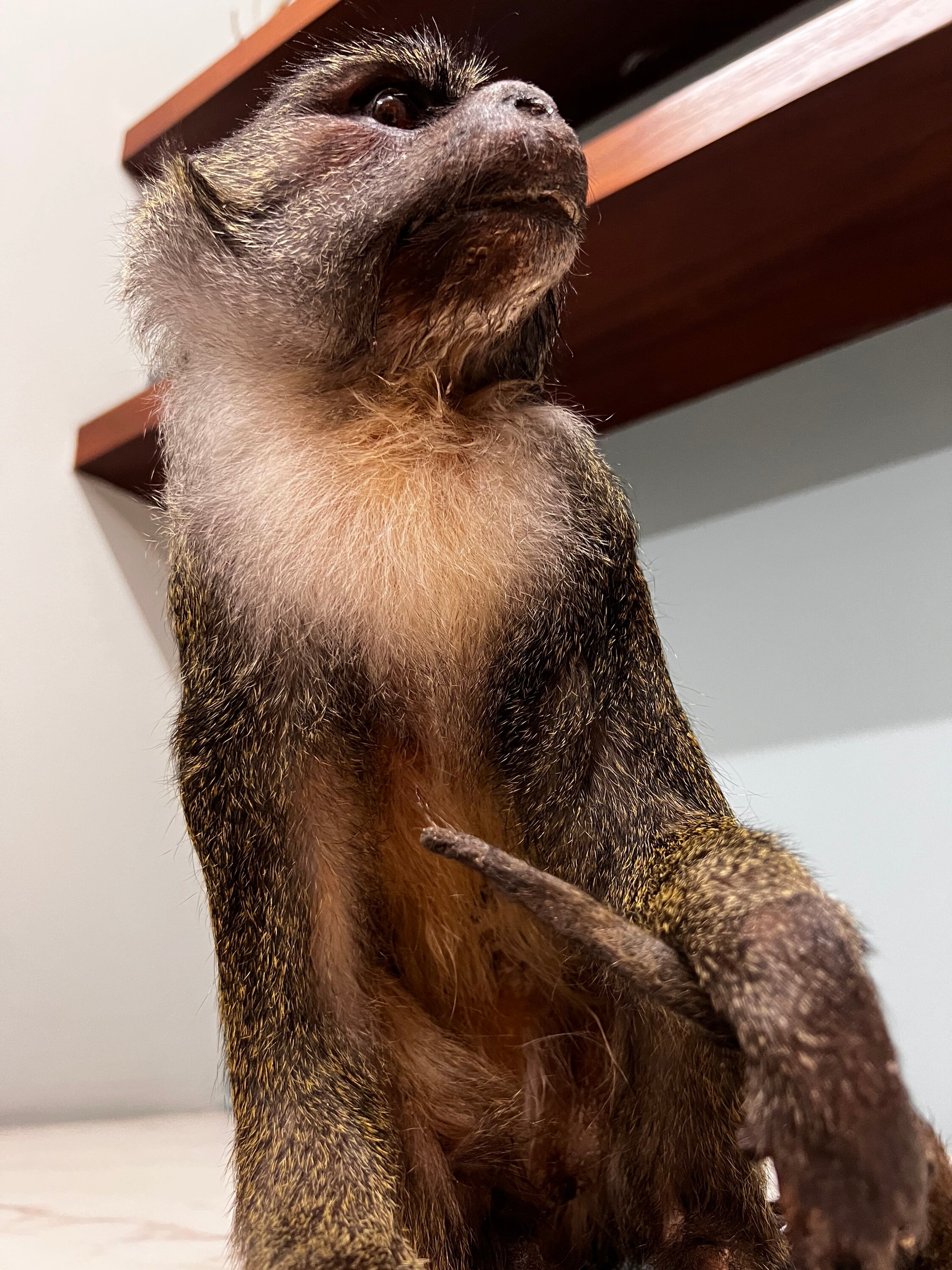 Allen's Swamp Monkey Taxidermy Full Life Size Standing - Etsy