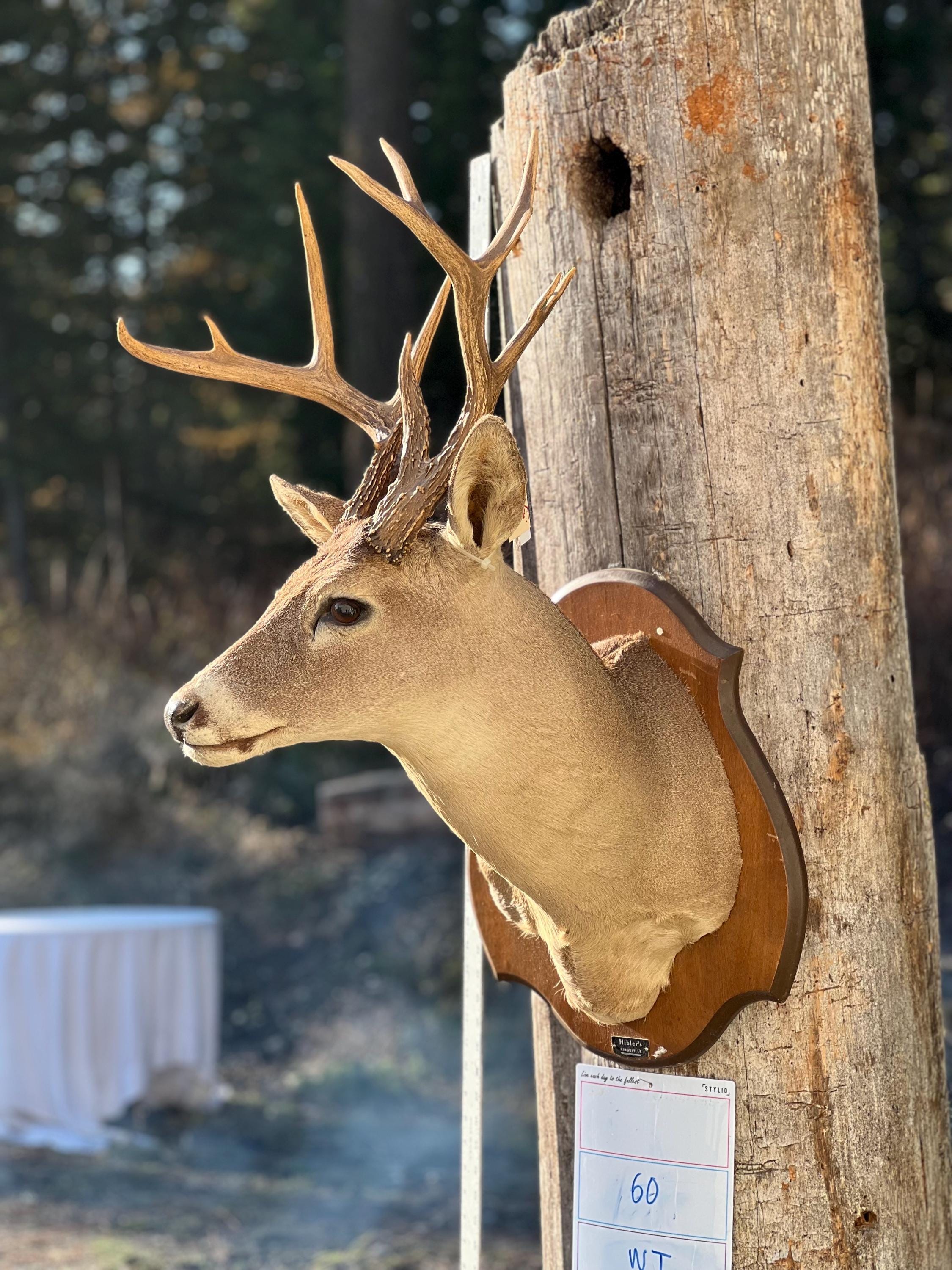 Mounted Elk Head Value