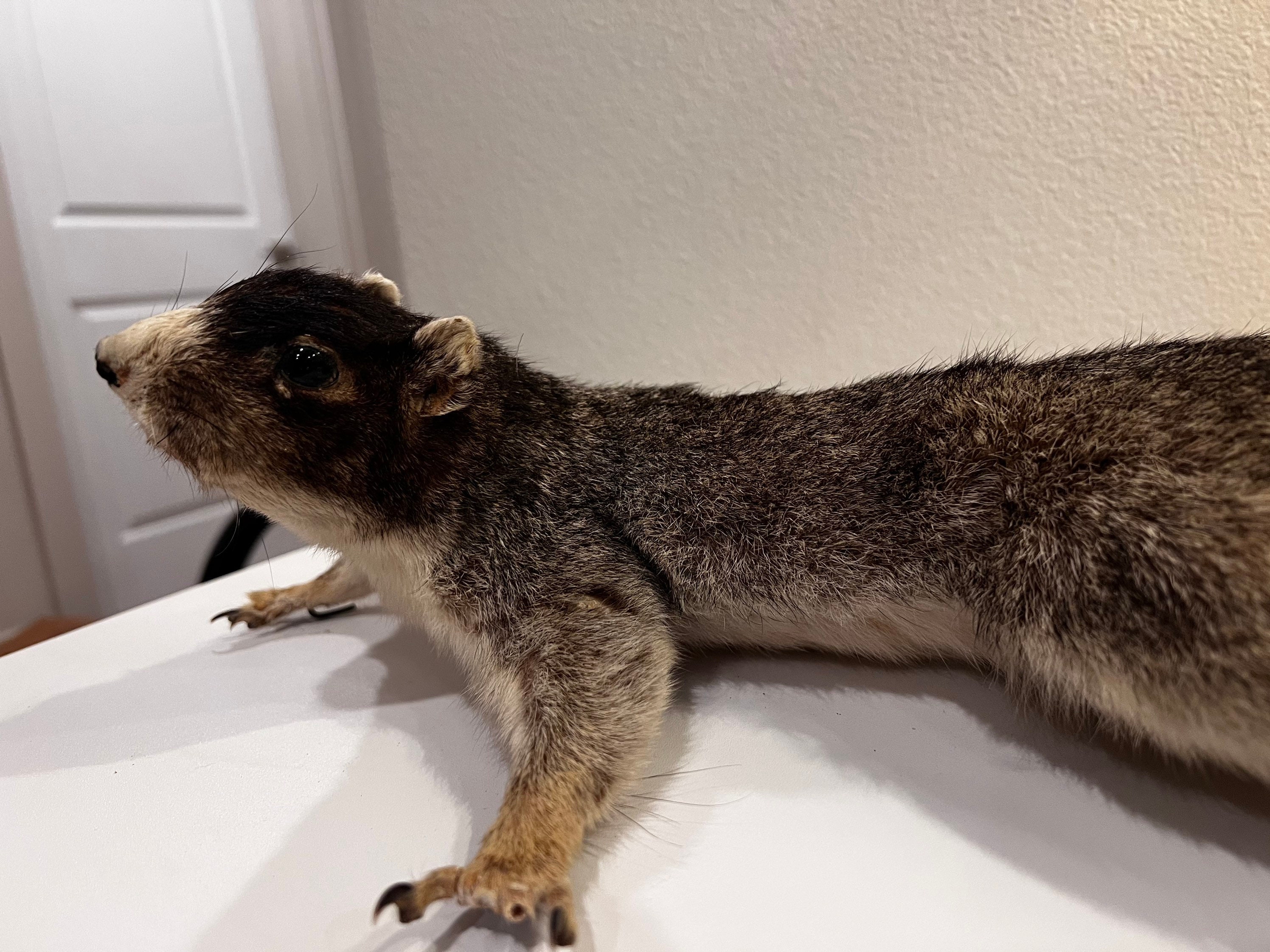 Flying Squirrel Beautiful Adorable Taxidermy Wall-mount Wooden Base - Etsy