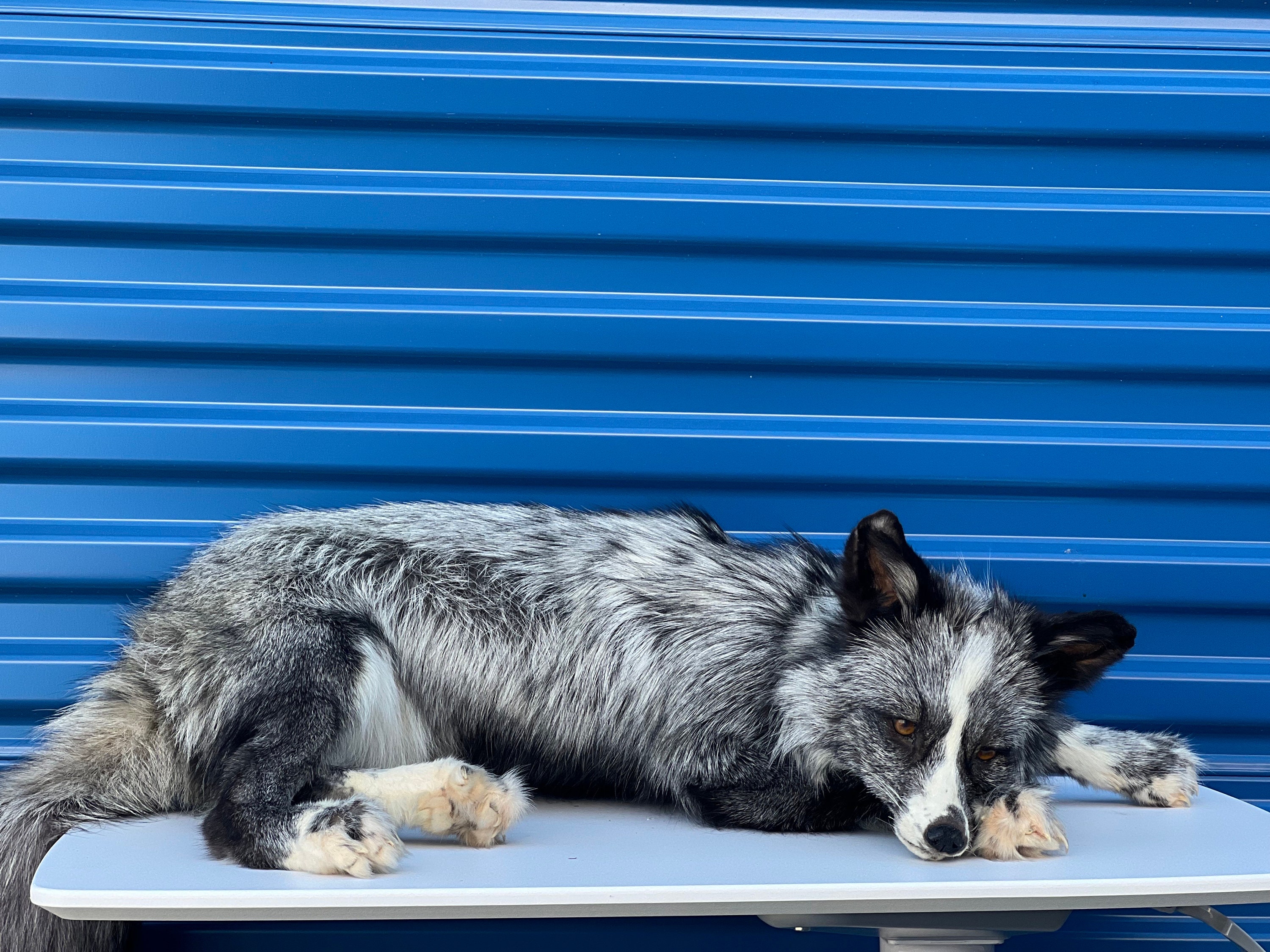 Silver White Mark Fox Soft Mount Taxidermy- High Museum Quality - Etsy