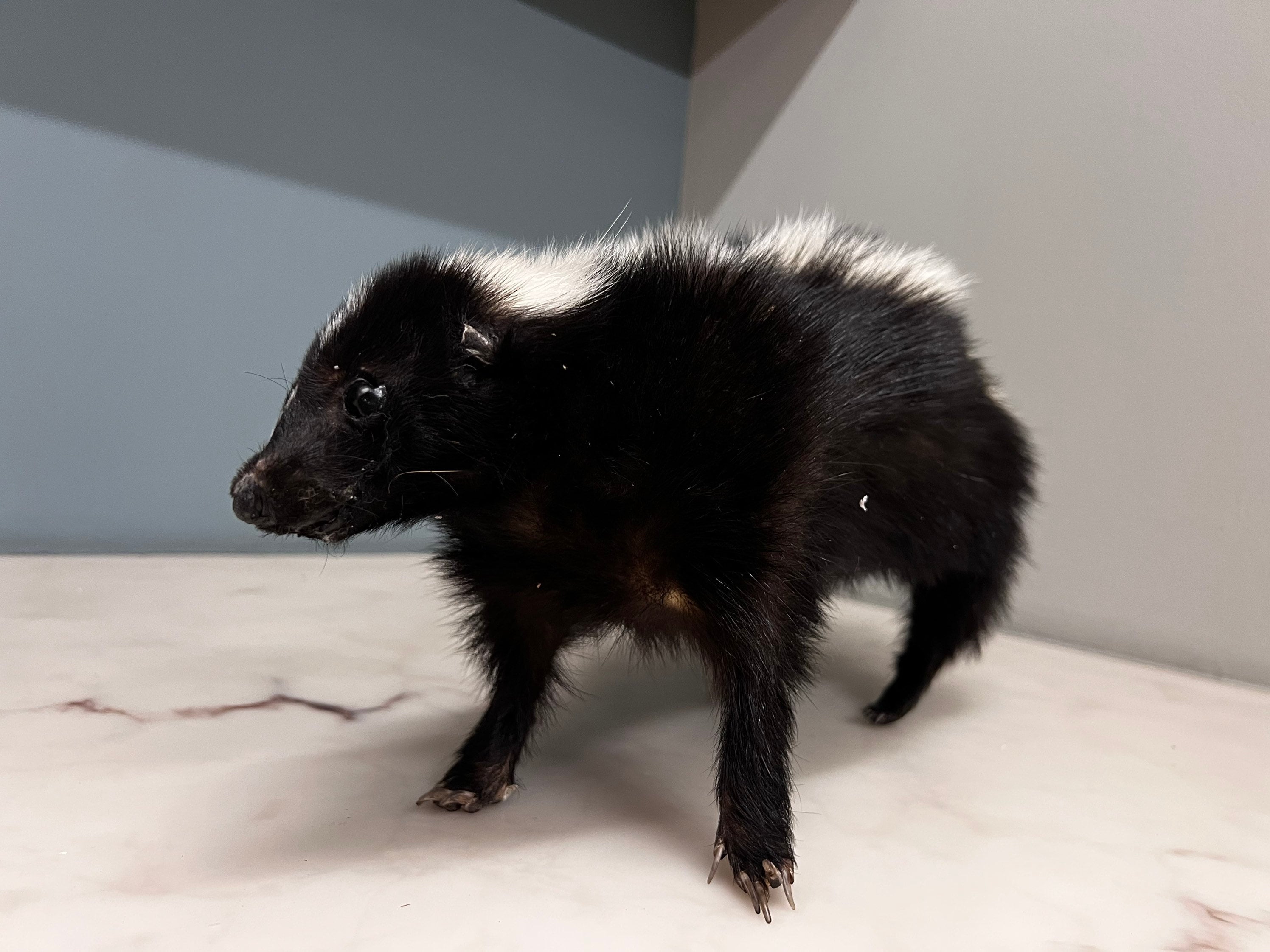 New Fluffly SKUNK Taxidermy Mount - Etsy