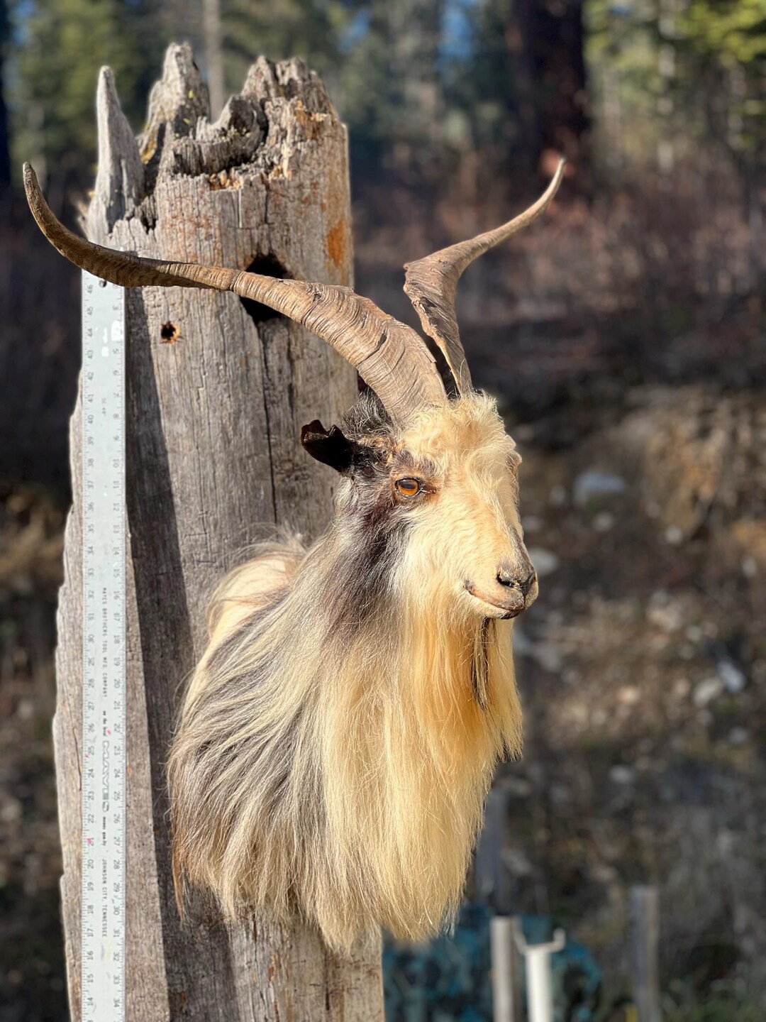 Angora Cross Goat Shoulder Mount Taxidermy - Etsy