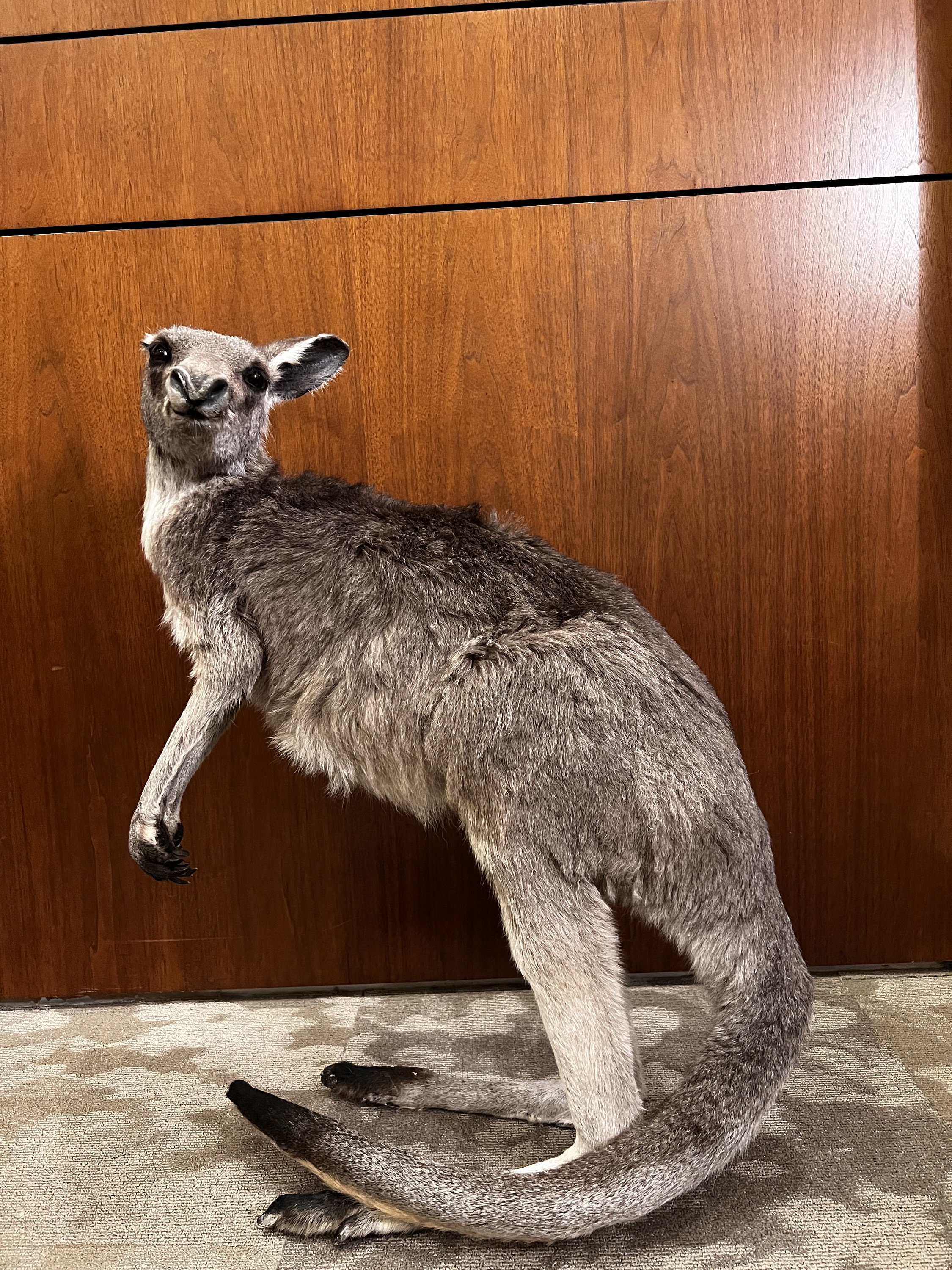 Kangaroo Standing On Tail