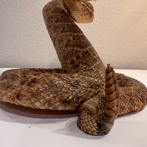 Rattle Snake Taxidermy Mount Beautiful - Etsy