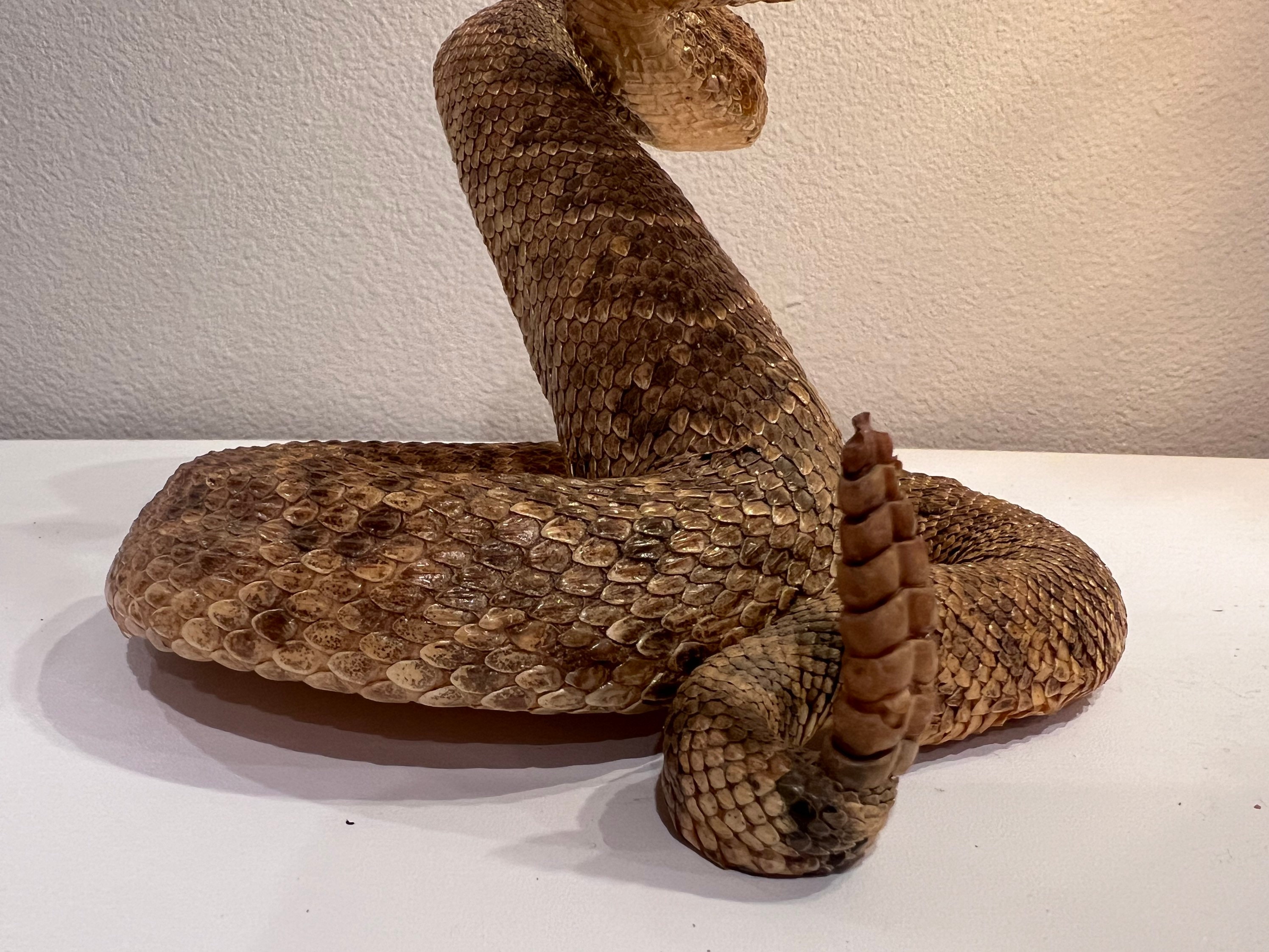 Rattle Snake Taxidermy Mount Beautiful - Etsy