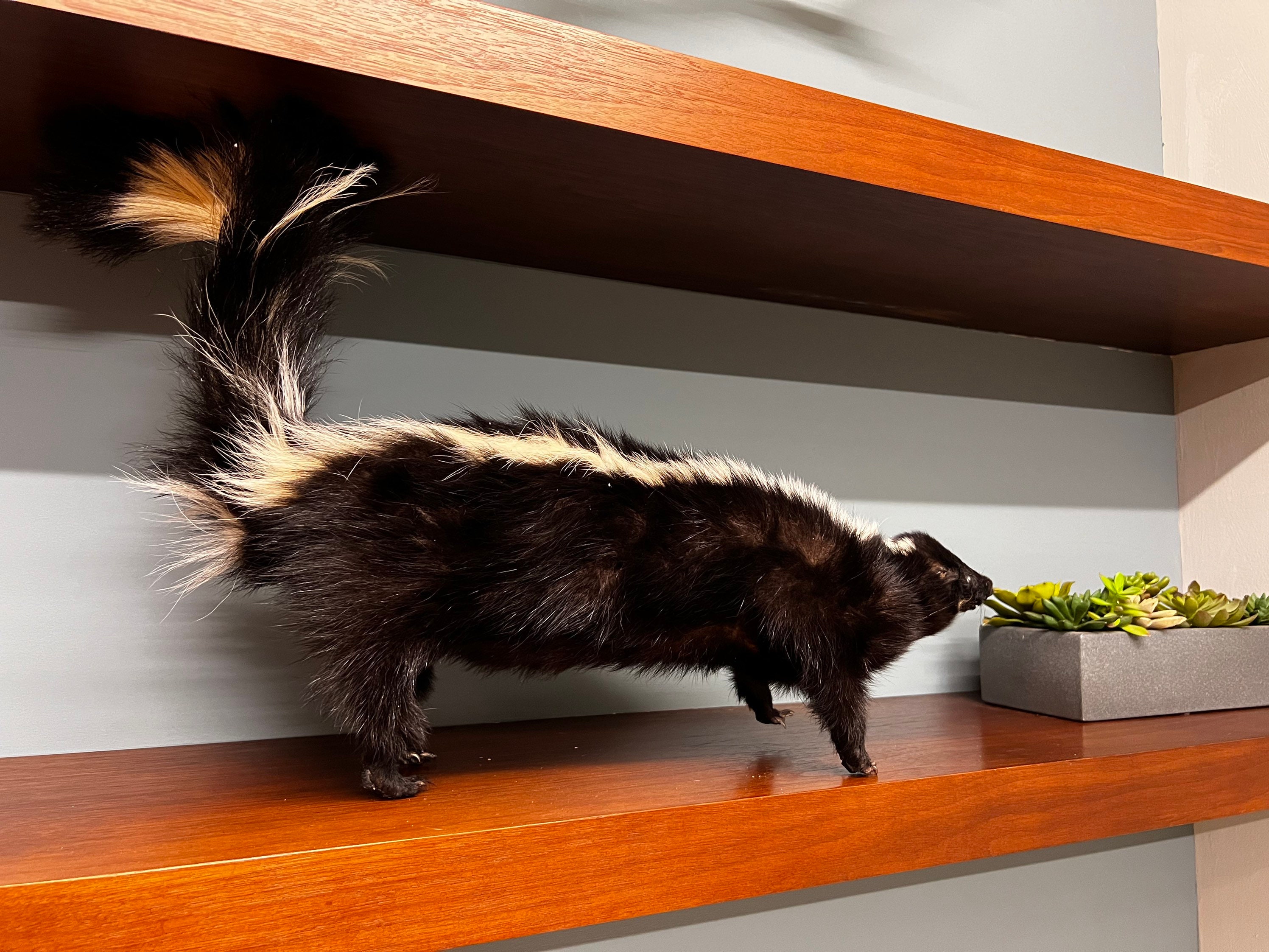 New Fluffly SKUNK Taxidermy Mount - Etsy