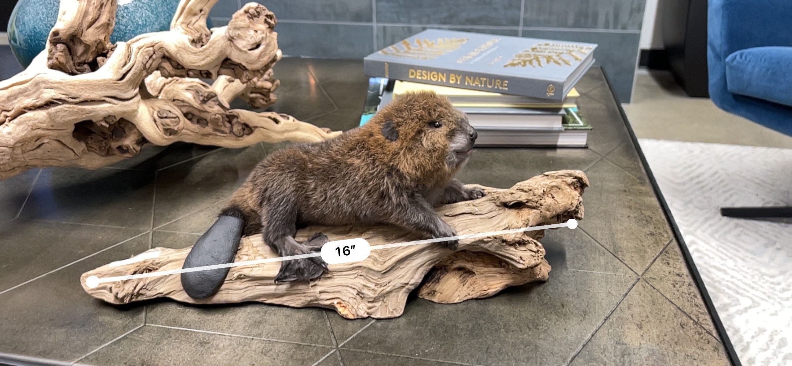 XL Museum Quality Beautiful Adorable Baby Beaver Kit Taxidermy Mount ...