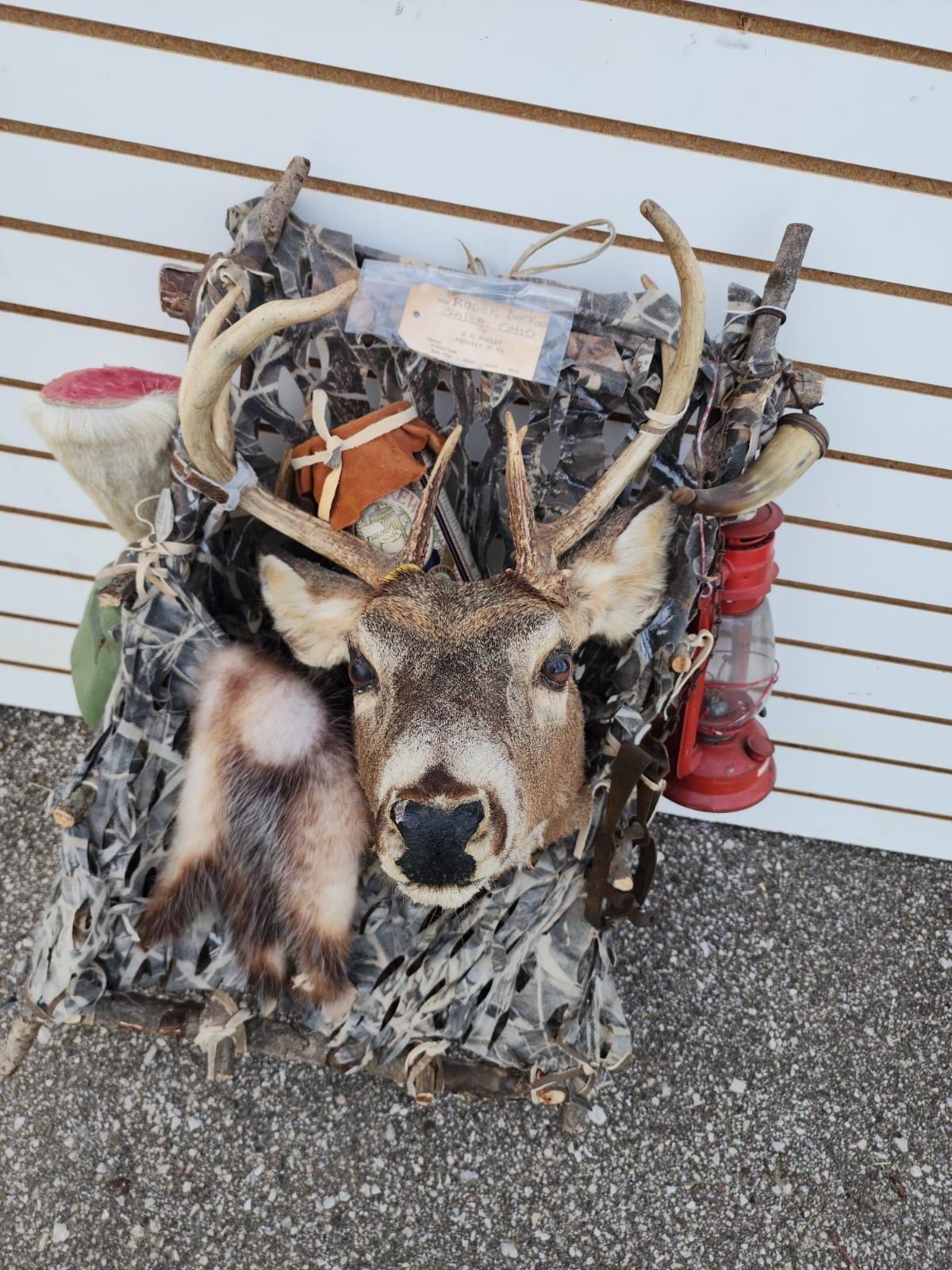 Whitetail Pack Out Back Pack Mount Taxidermy |skin Pelt - Etsy
