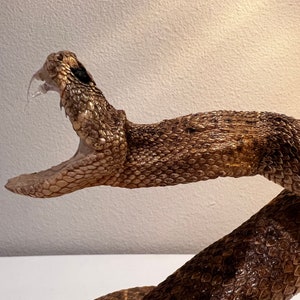 Rattle Snake Taxidermy Mount Beautiful - Etsy