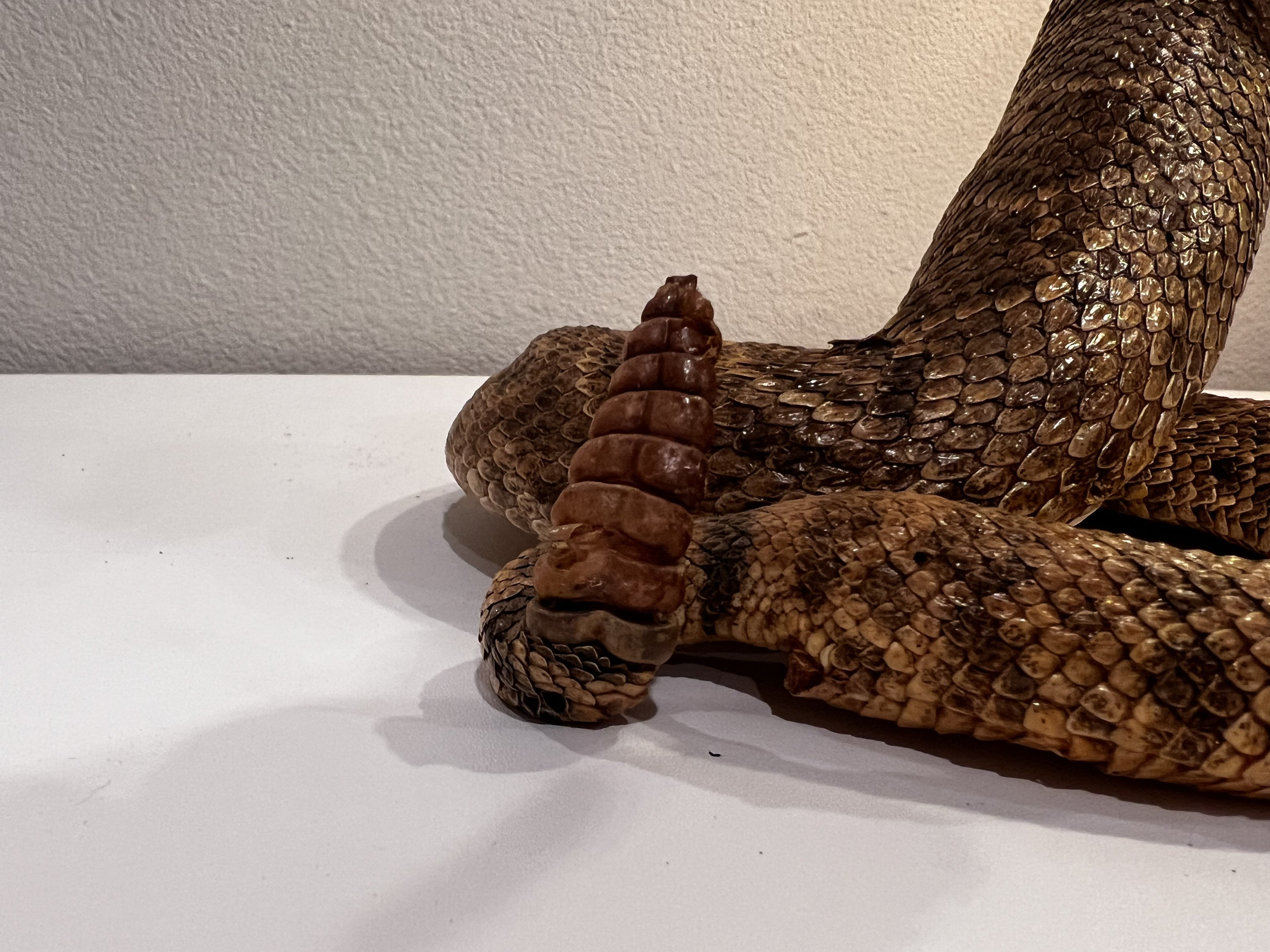 Rattle Snake Taxidermy Mount Beautiful - Etsy
