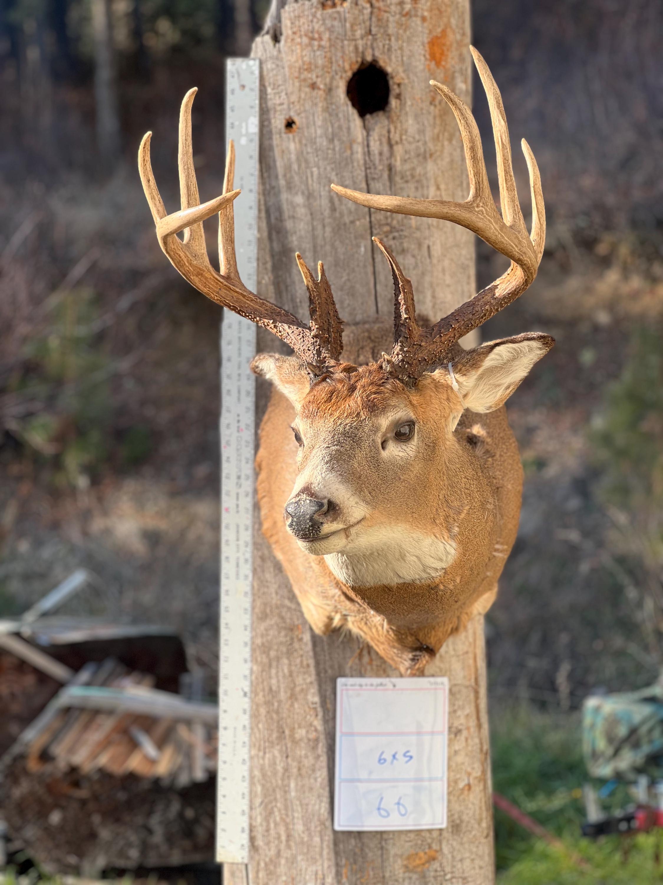 Shoulder Mount White Tail Deer Real Antler Taxidermy Wall Mount 6X5 - Etsy