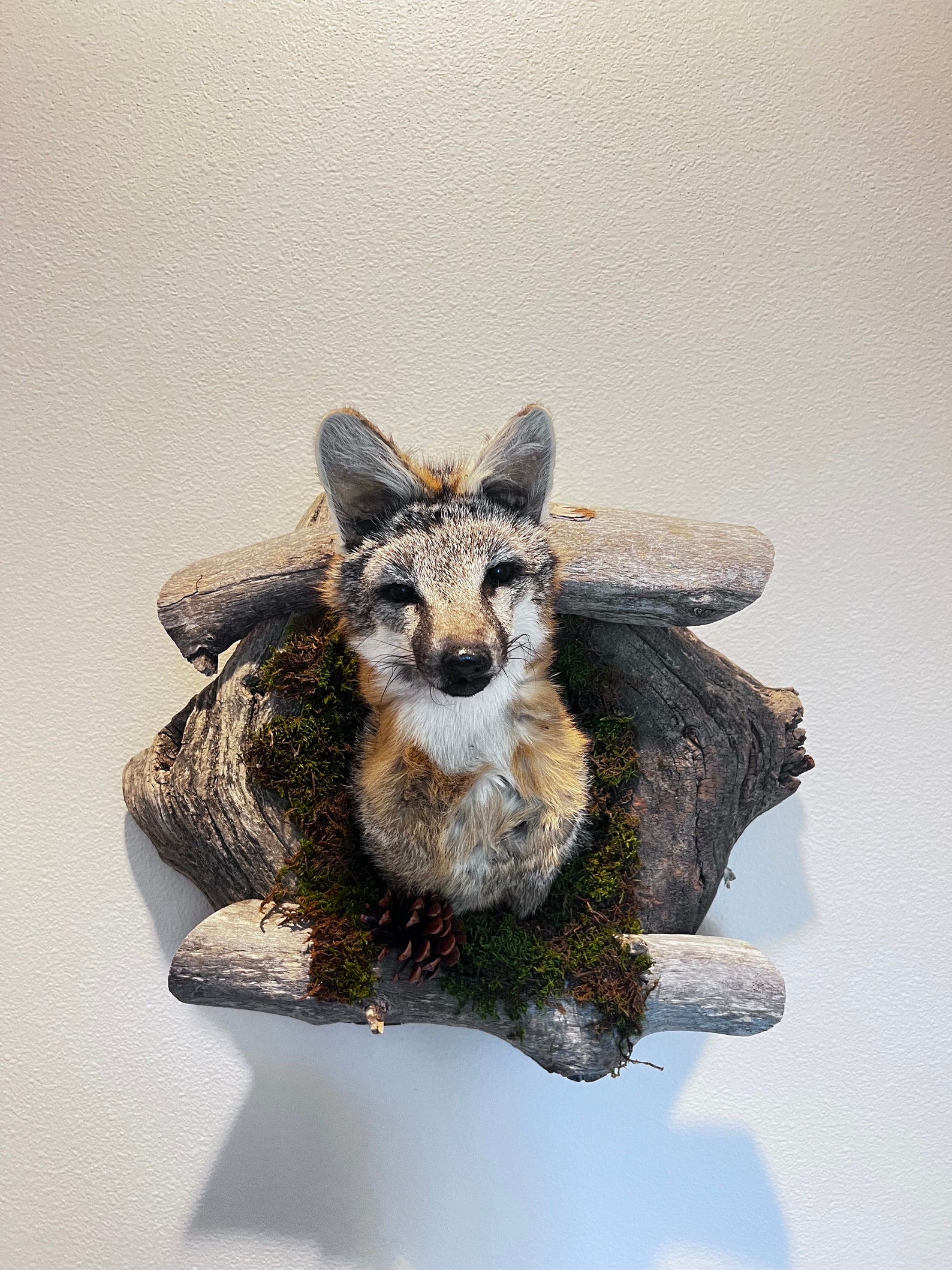 Beautiful Grey Fox Taxidermy Wall Mount in Den - Etsy