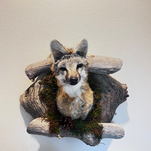 Beautiful Grey Fox Taxidermy Wall Mount in Den - Etsy