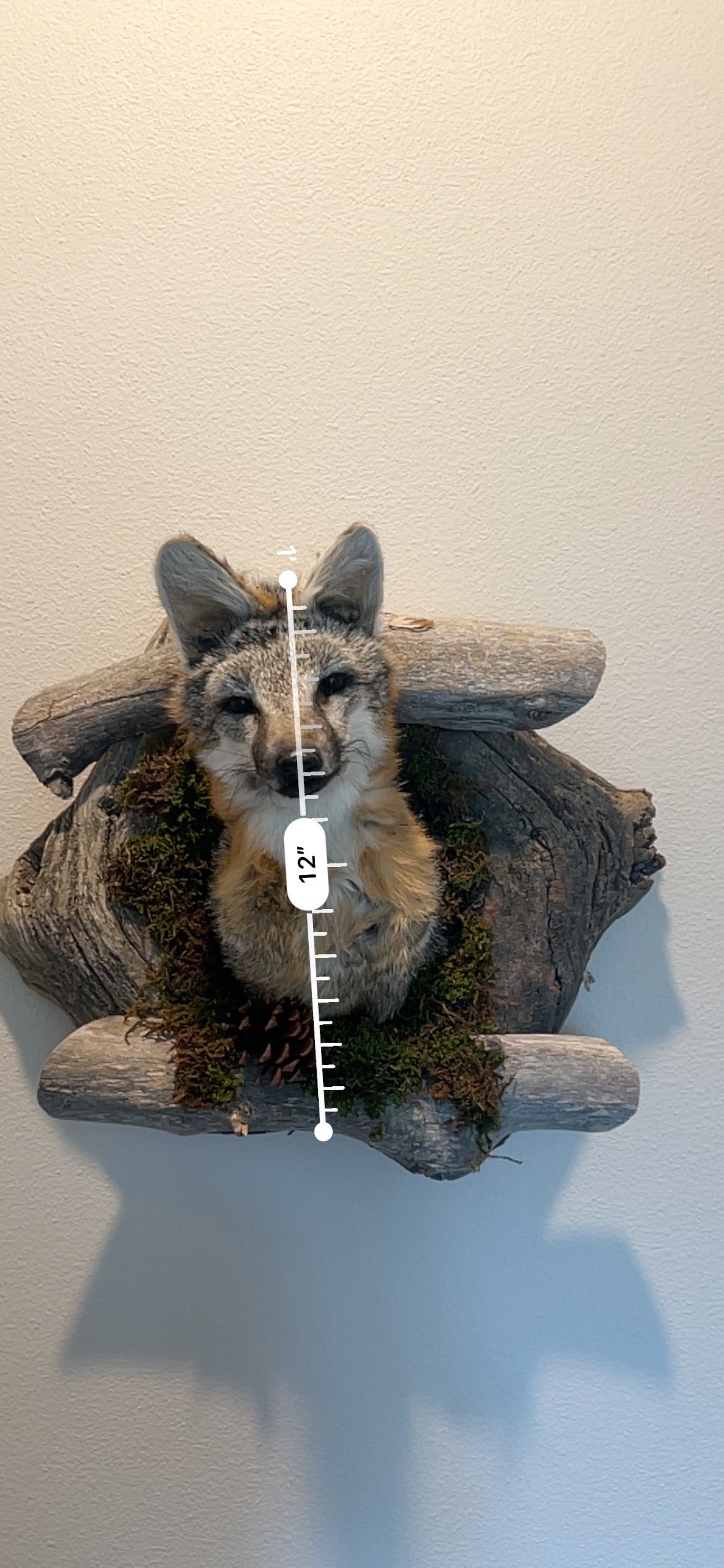 Beautiful Grey Fox Taxidermy Wall Mount in Den - Etsy